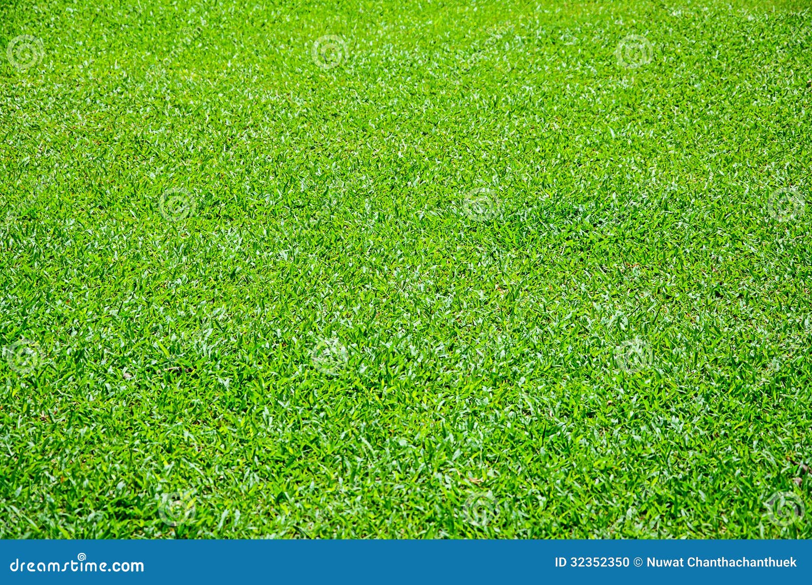 Grasveld stock foto. Image of gras, kleur, maai, tapijt - 32352350