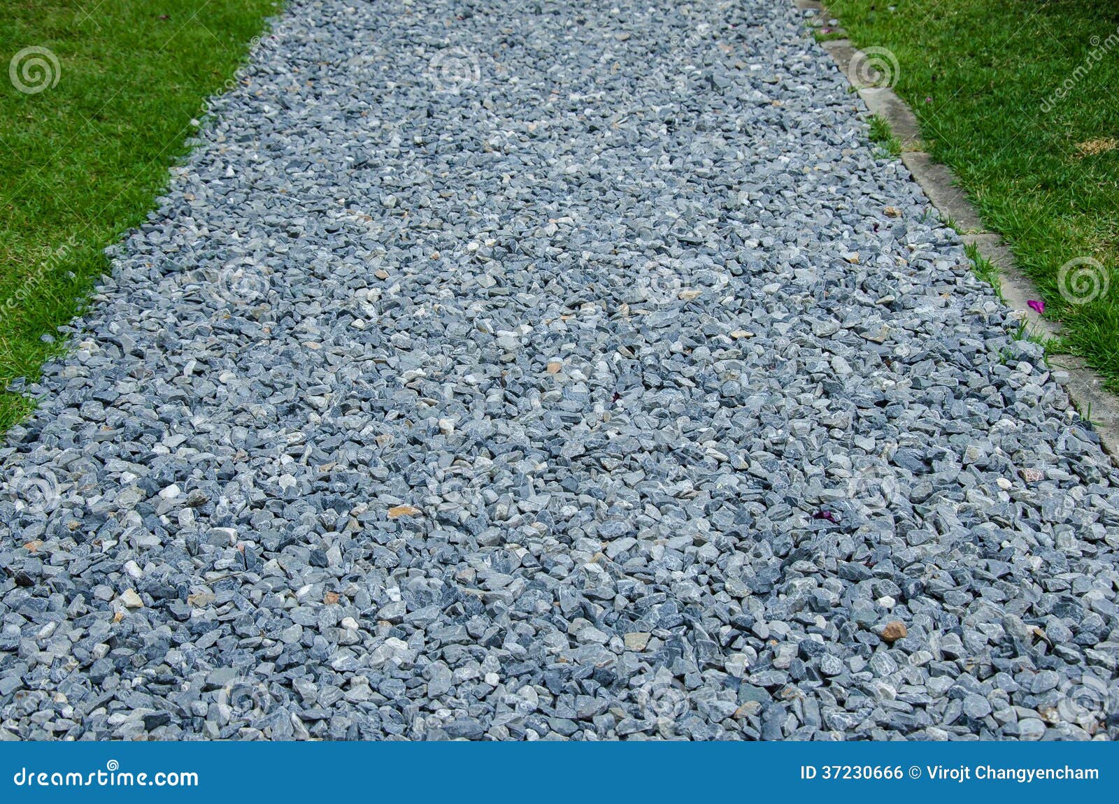 Grasveld stock foto. Image of indië, azië, dier, gras - 37230666