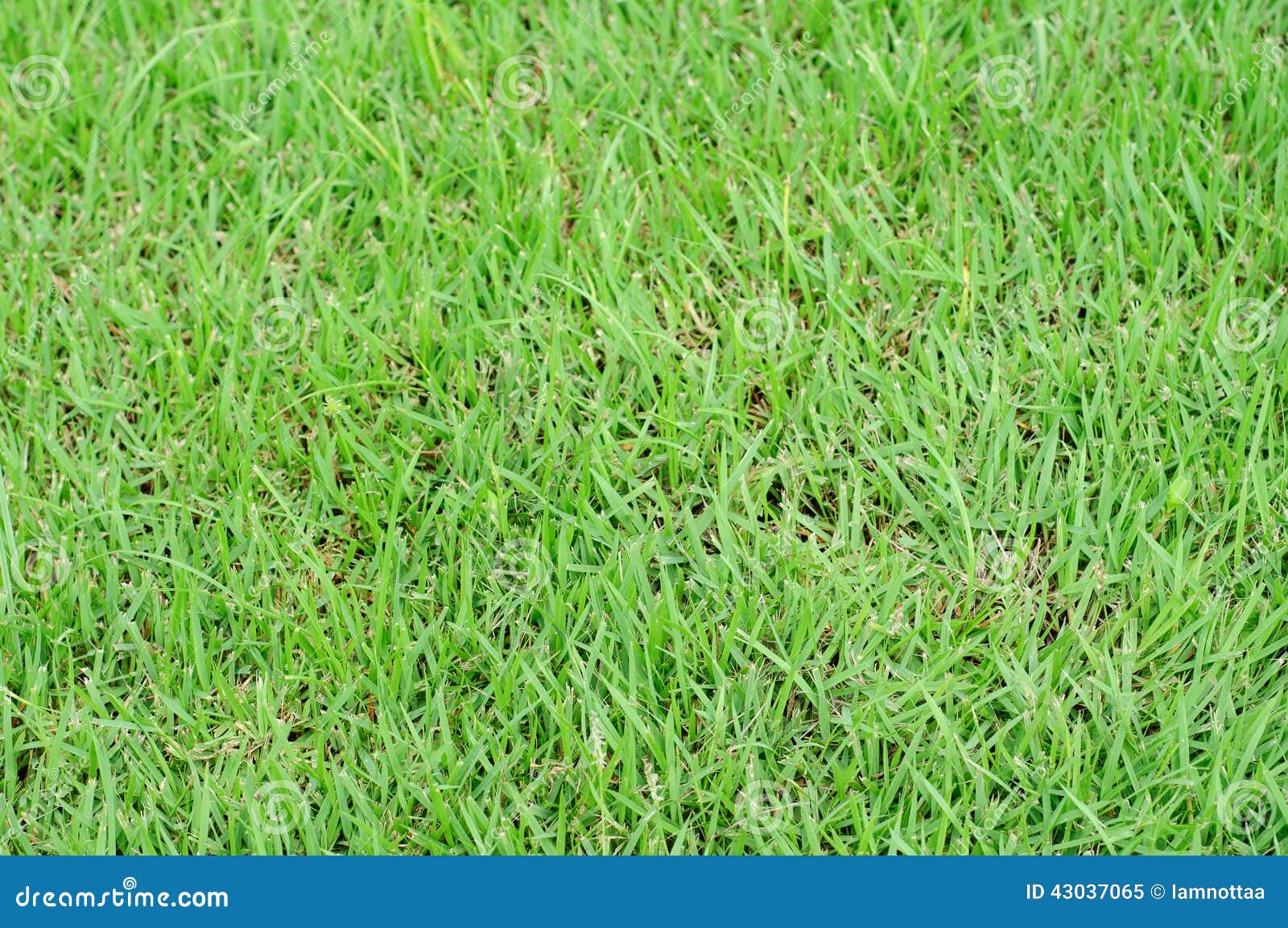 Grasveld stock afbeelding. Image of park, gras, geweven - 43037065