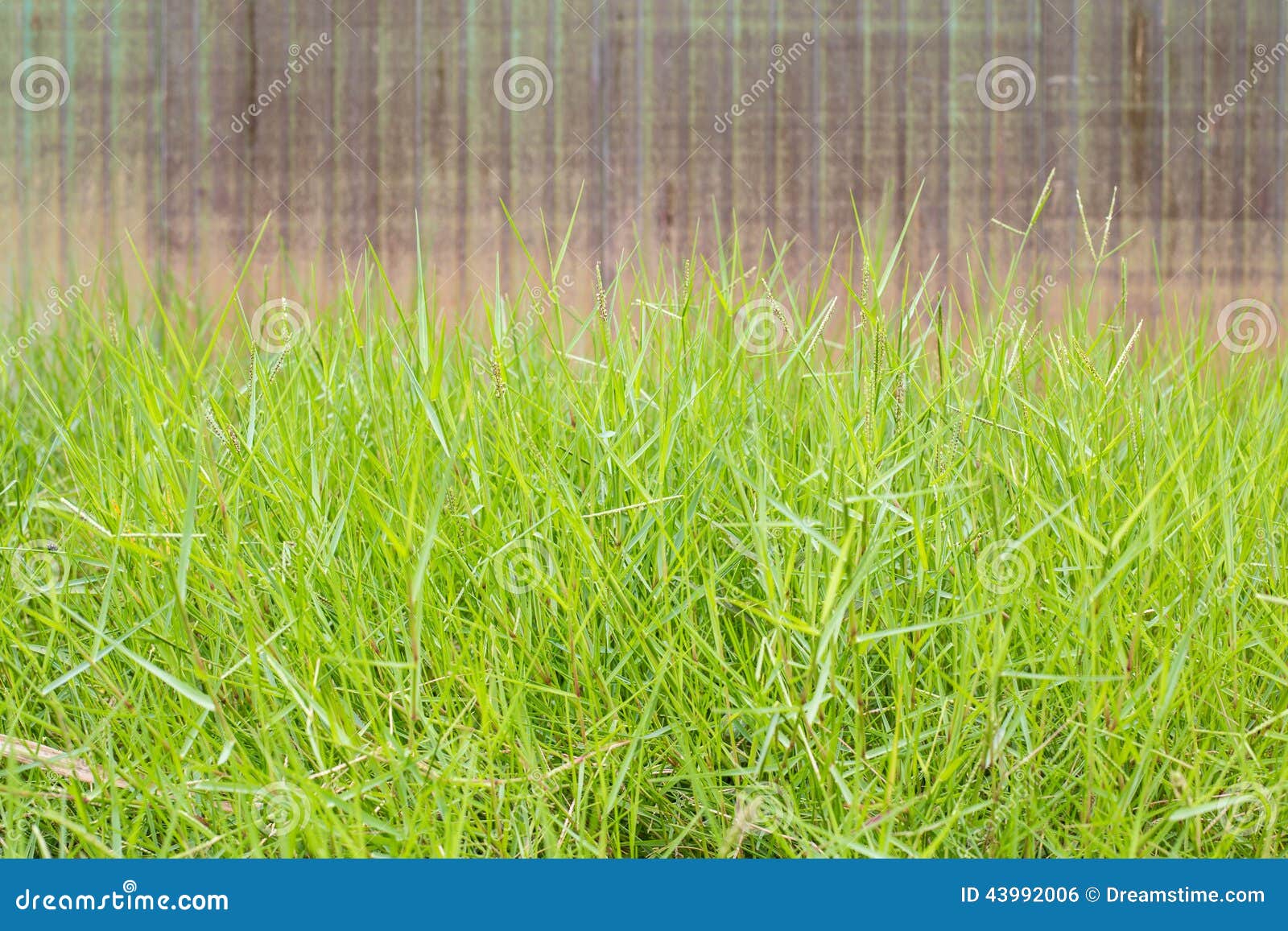 Grasveld stock foto. Image of gras, bloei, schoonheid - 43992006