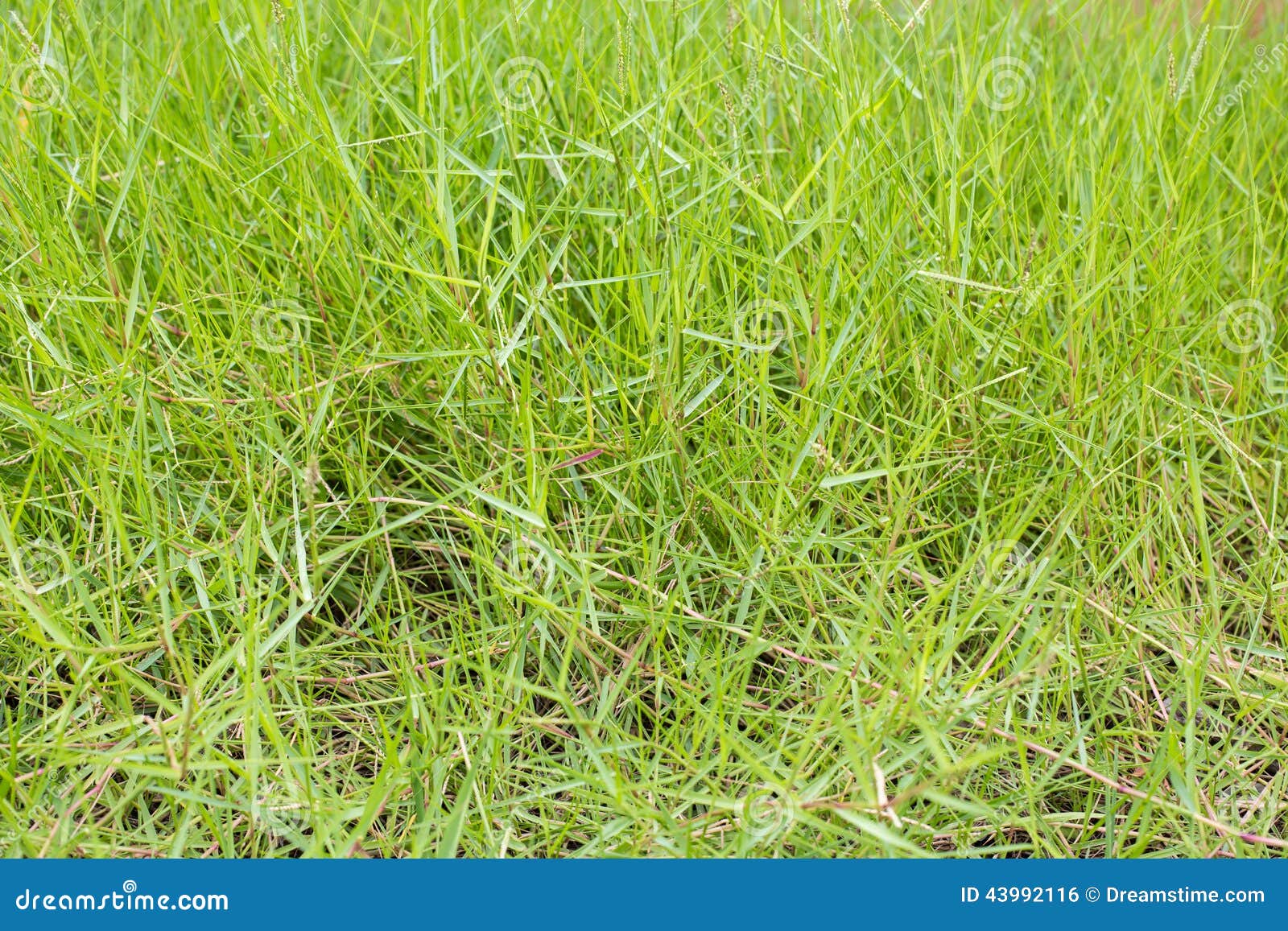 Grasveld stock foto. Image of landschap, vers, weide - 43992116