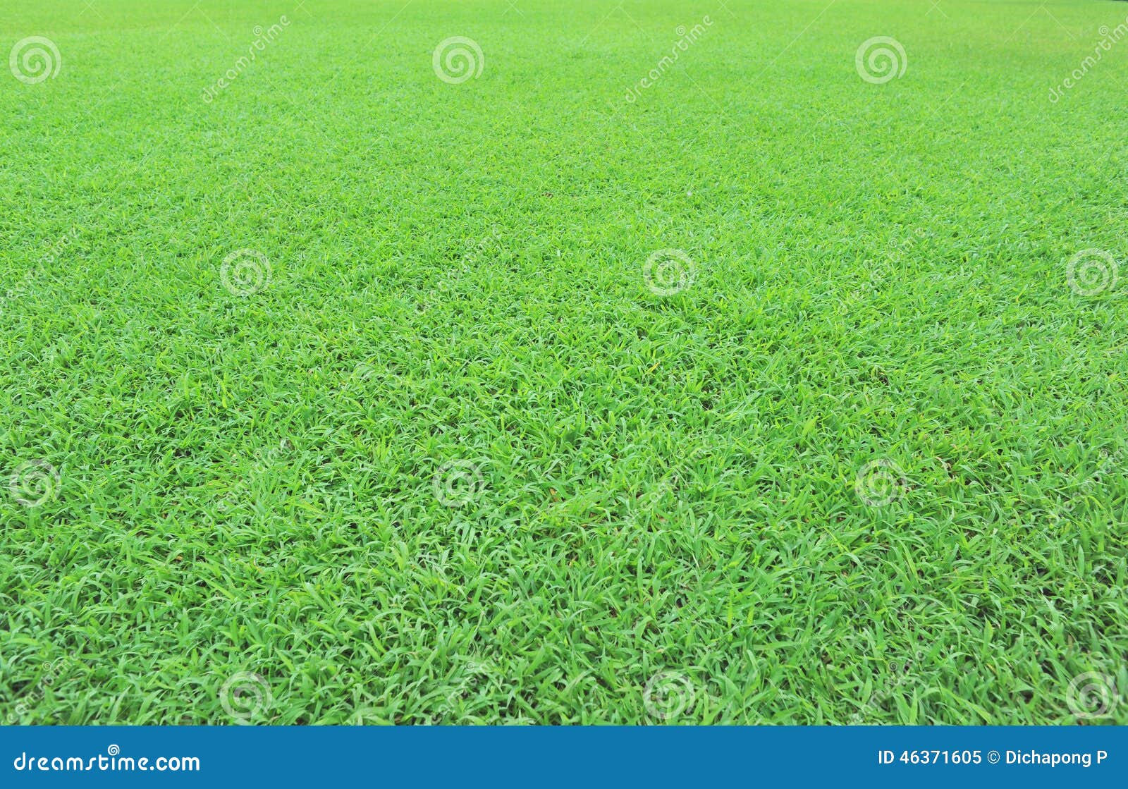 Grasveld stock afbeelding. Image of grasveld, werf, spel - 46371605