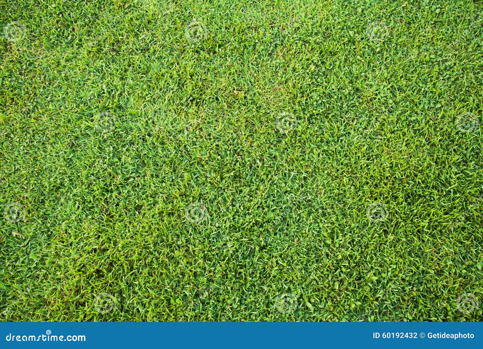 Grasveld stock foto. Image of verwijzing, groen, landbouw - 60192432