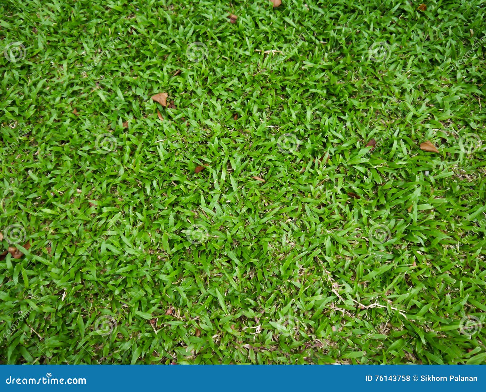 Grasveld stock foto. Image of patroon, installatie, mooi - 76143758