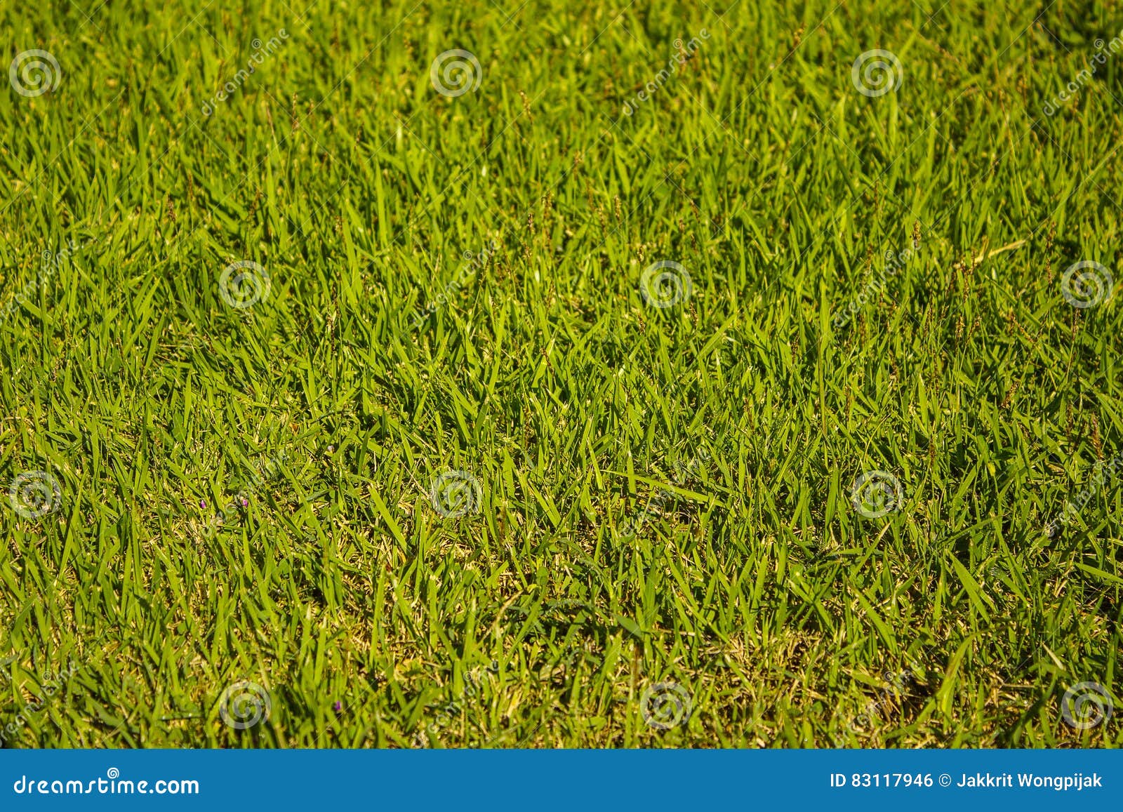 Grasveld stock foto. Image of grond, snaar, gras, grasveld - 83117946