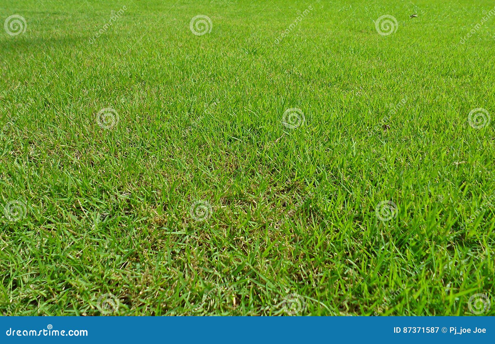 Grasveld, Vers Groen Comfortabel Gazon Stock Afbeelding - Image of ...