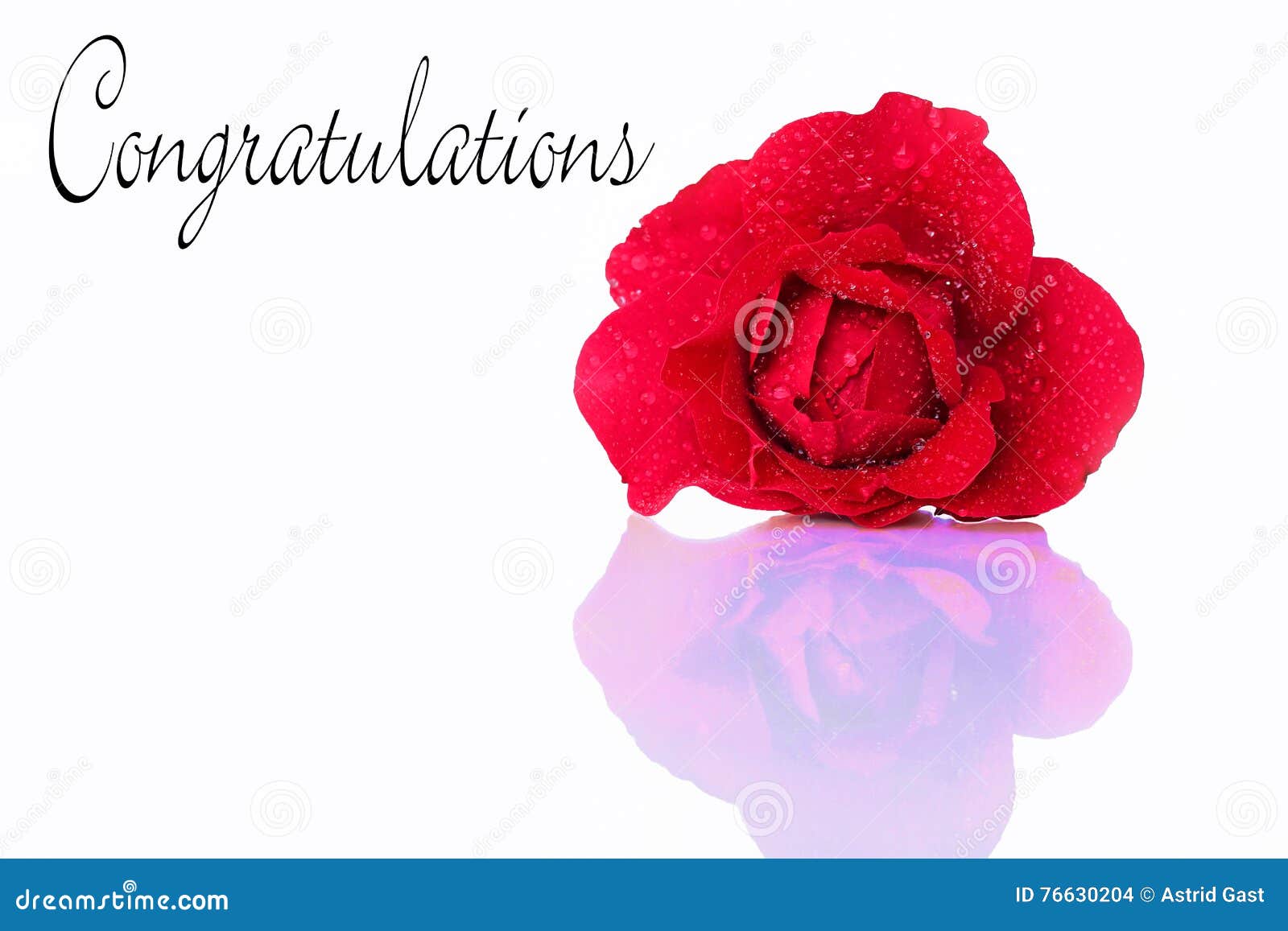 Gratulations with a Red Rose Stock Photo - Image of occasion, holidays ...
