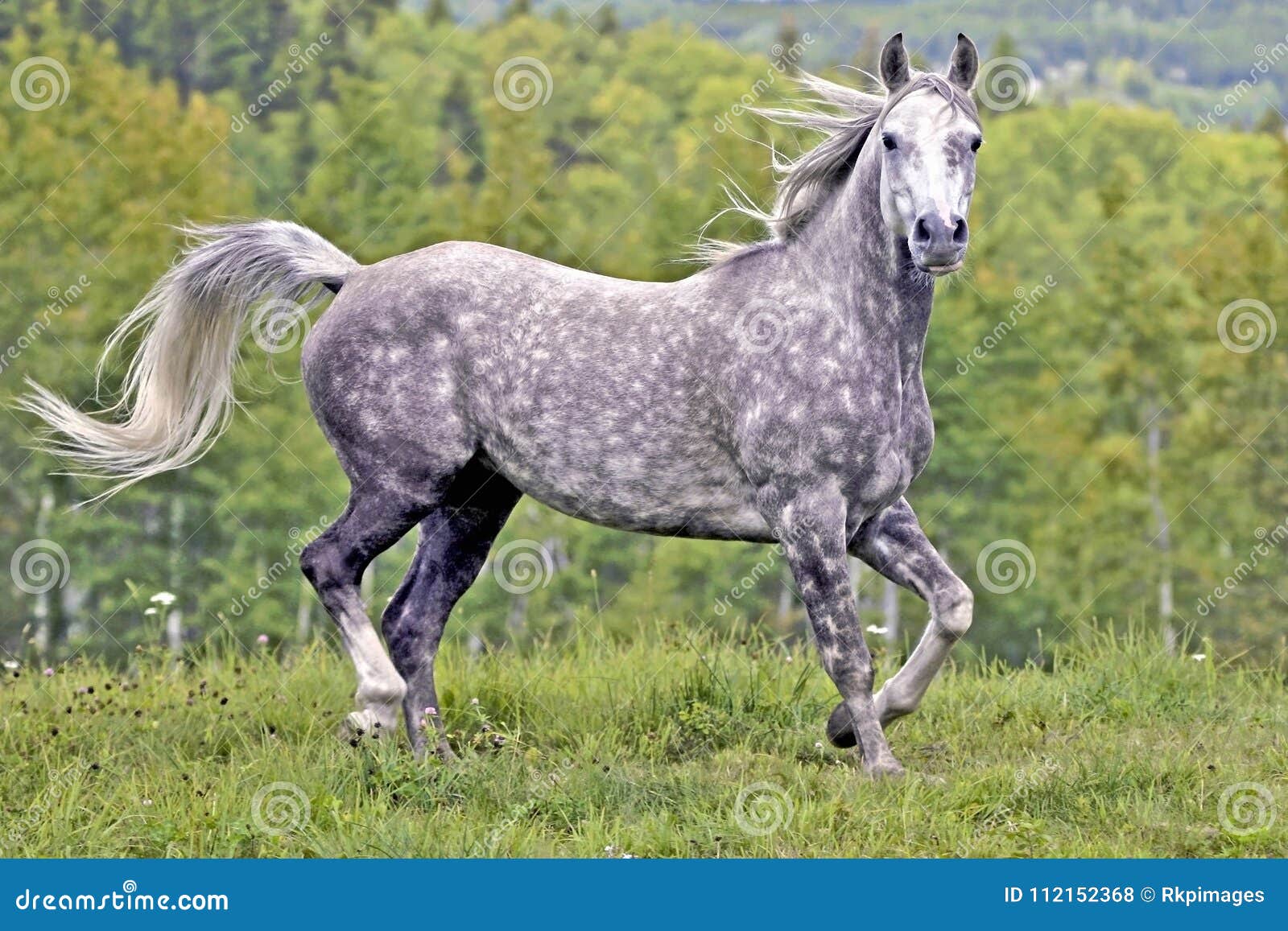 Grau Dapple Das Arabische Pferd, Das in Wiese Läuft Stockfoto - Bild ...