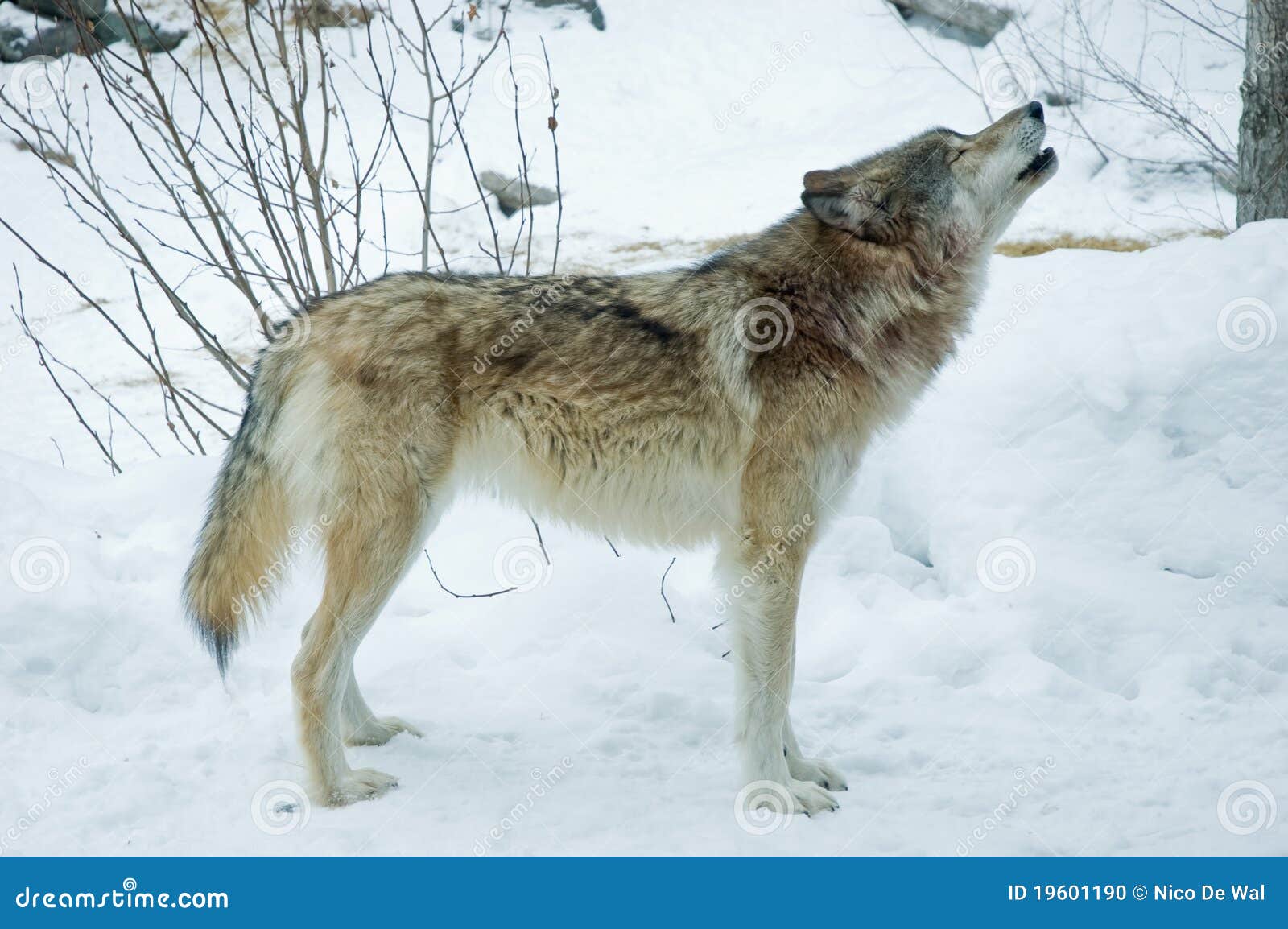 Grau-oder Bauholz-Wolf-Heulen Stockfoto - Bild von heulen, lupus: 19601190
