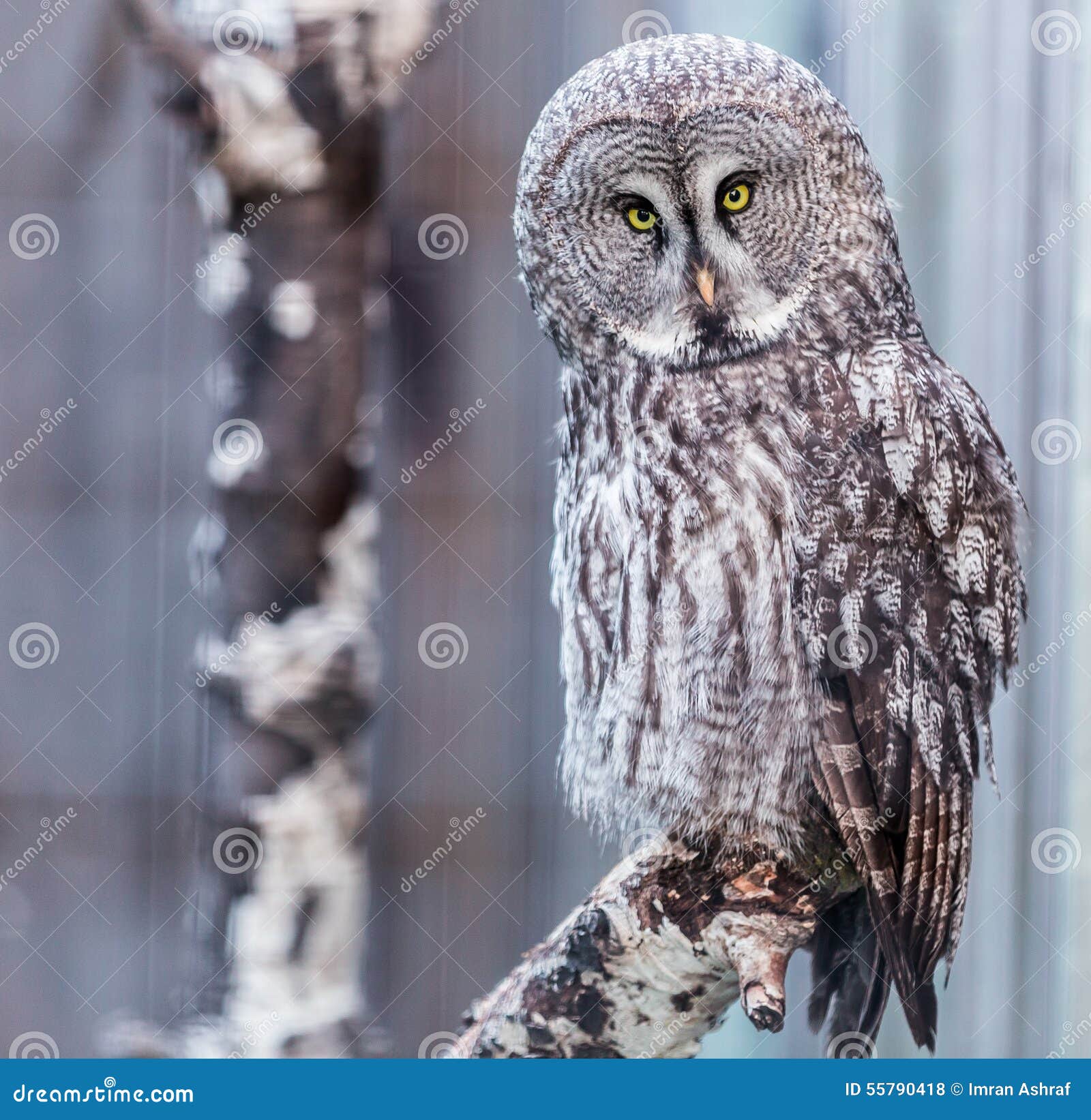 Graue Eule stockfoto. Bild von porträt, lappland, tier - 55790418