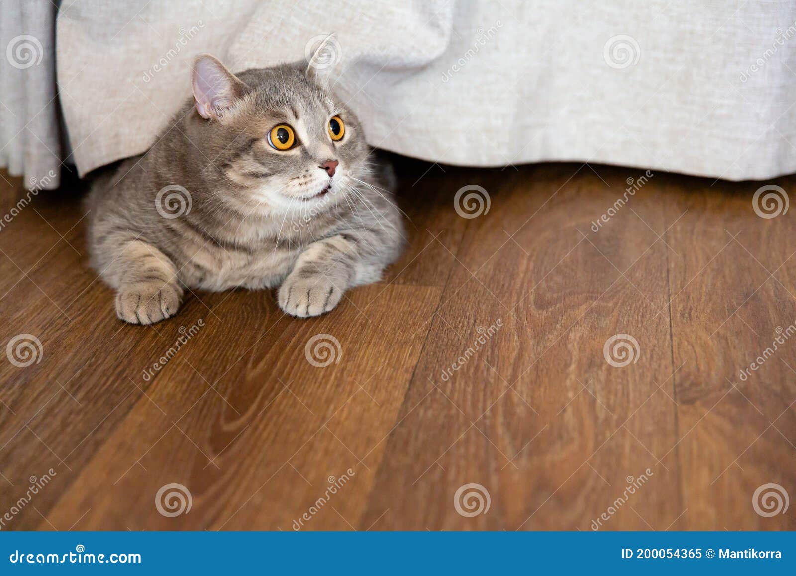 Graue Fette Britische Katze Liegt Auf Dem Boden Unter Vorhang Und Sieht ... Graue Fette Britische Katze Liegt Auf Dem Boden Unter Vorhang Und Sieht ...