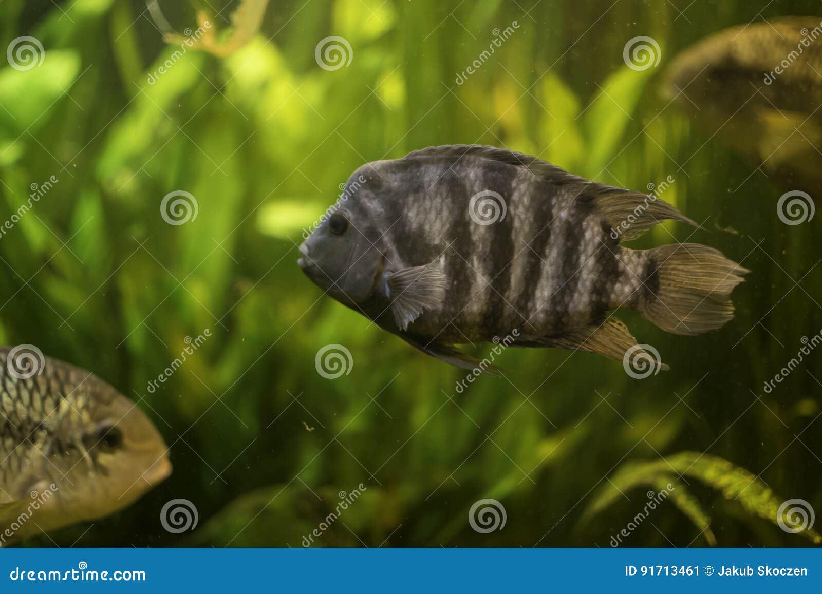 Graue Fische stockbild. Bild von koralle, sperre, marinesoldat - 91713461