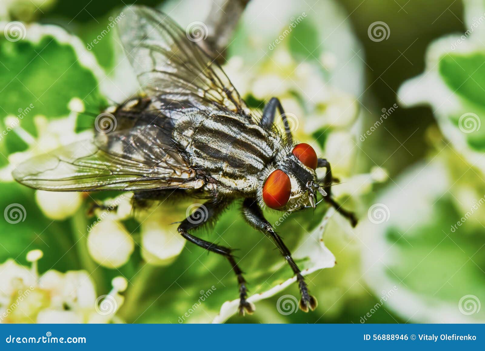 Graue Fliege stockfoto. Bild von makro, wirbellos, fliege - 56888946