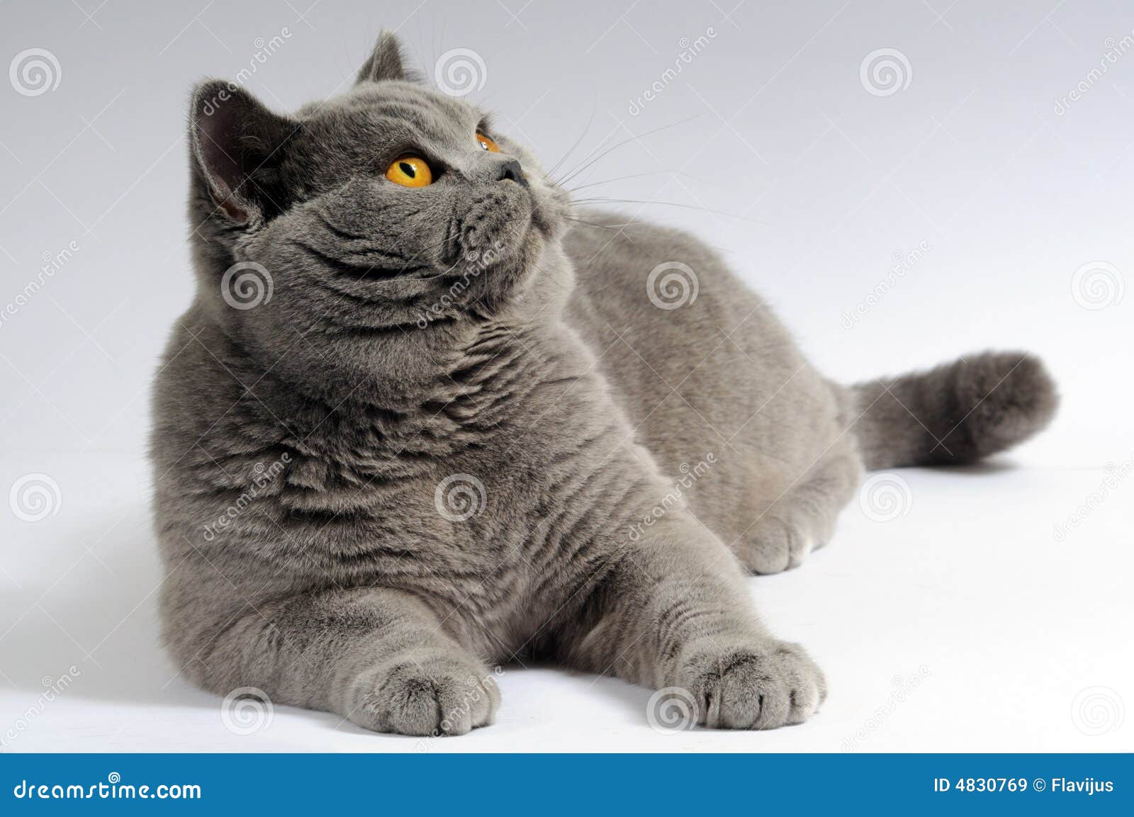 Graue große faule Katze stockbild. Bild von krankheit - 4830769