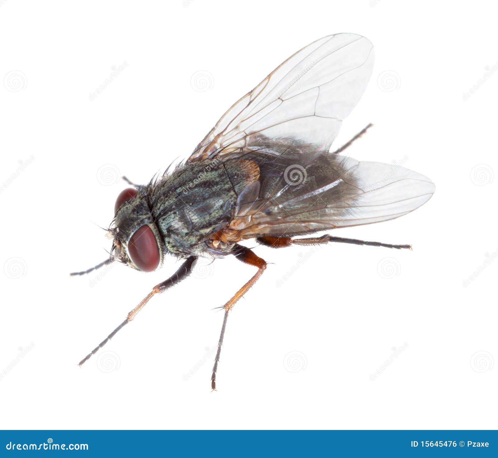 Graue Haarige Ekelhafte Fliege Stockfoto - Bild von getrennt ...