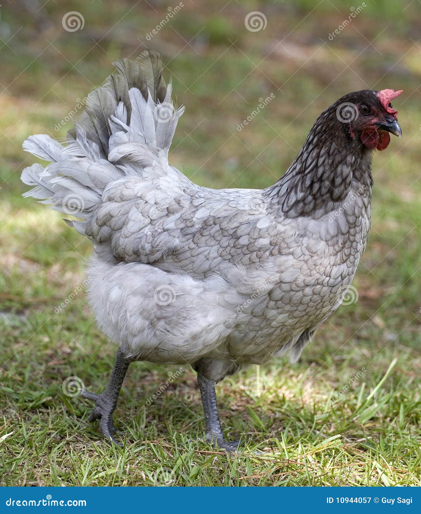 Graue Henne stockbild. Bild von tier, grau, huhn, henne - 10944057