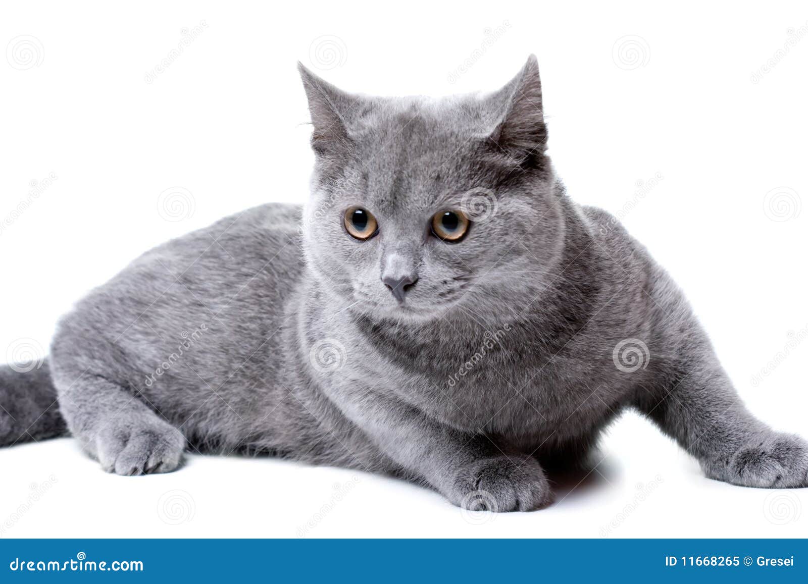 Graue Katze stockbild. Bild von reinrassig, hintergrund - 11668265