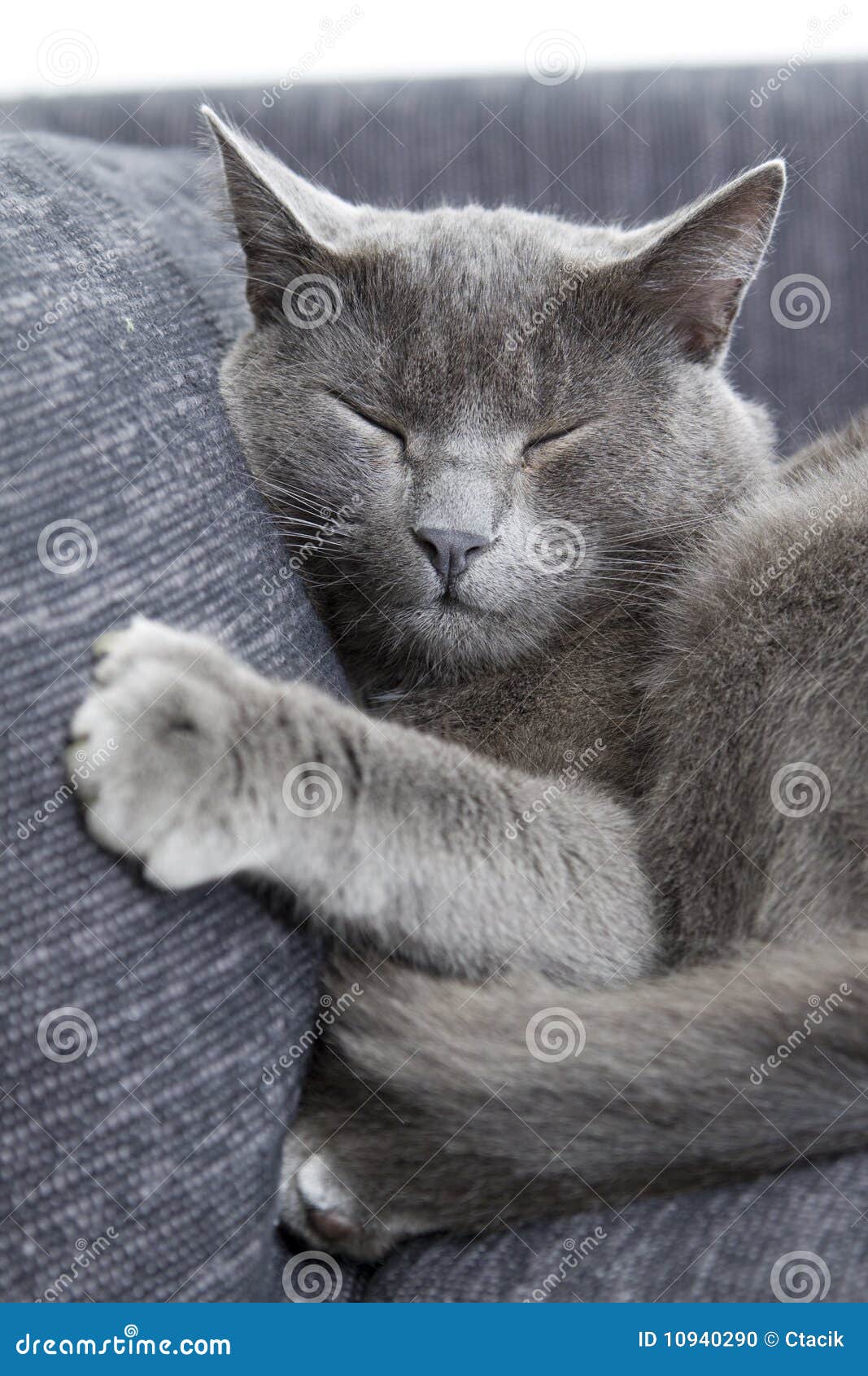 Graue Katze auf einem Sofa stockfoto. Bild von tiere - 10940290