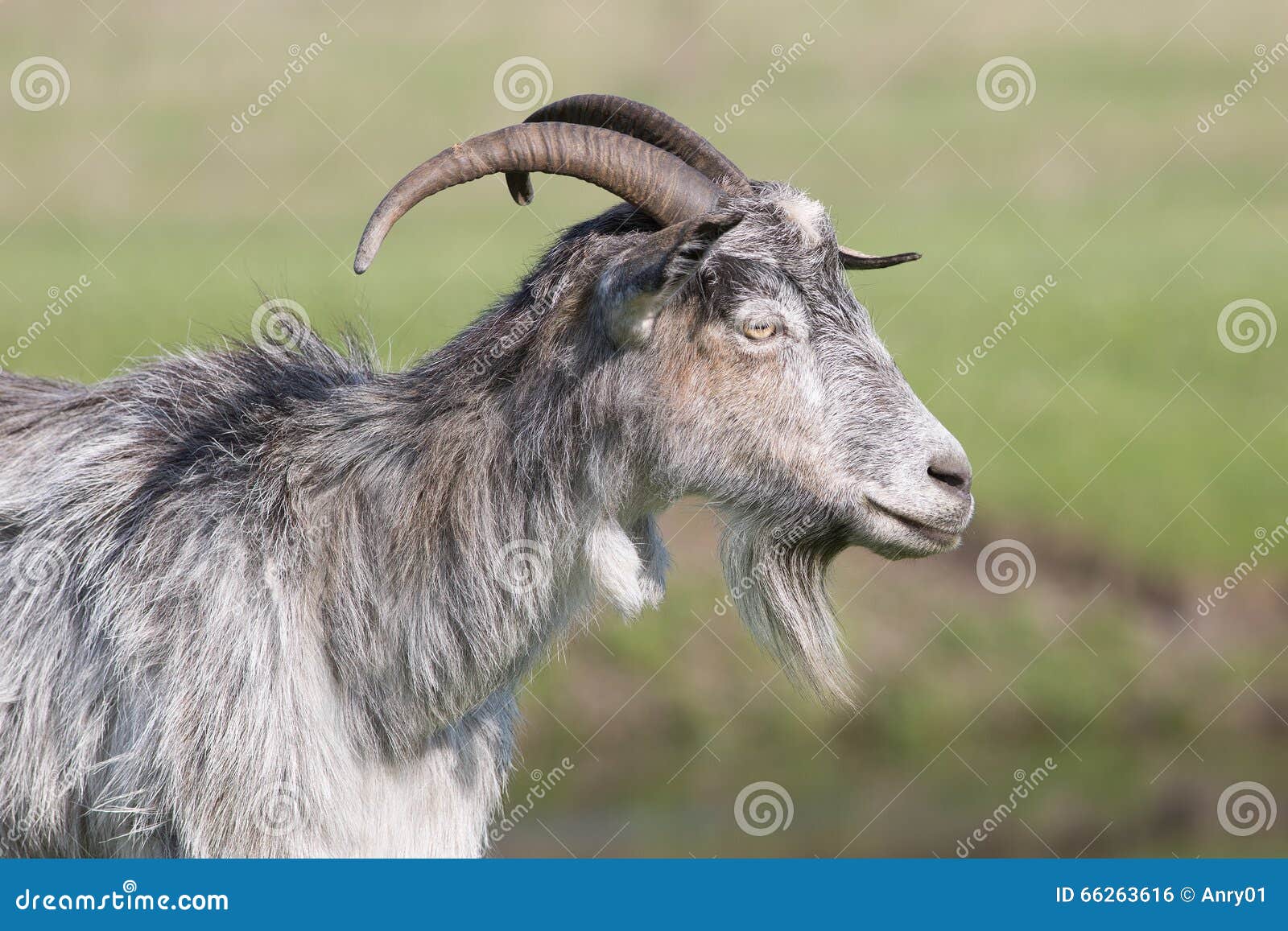 Graue Ziege, Die Im Profil Steht Stockfoto - Bild von nave, konzept ...