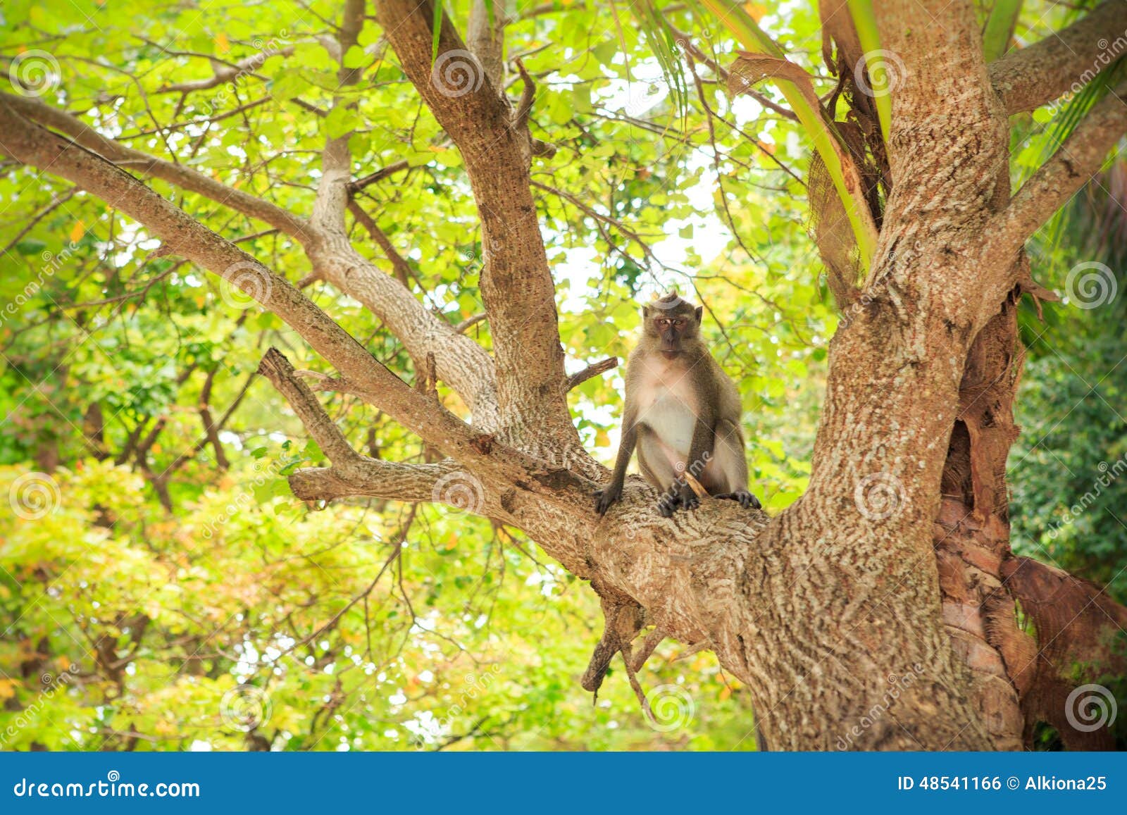 Grauer Affe Sitzen Auf Tropischem Baum Stockfoto - Bild von dschungel ...