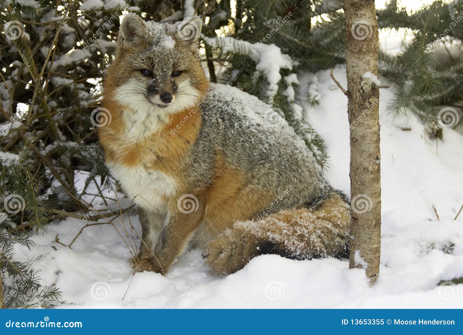 Grauer Fox stockbild. Bild von zoologie, grau, säugetiere - 13653355