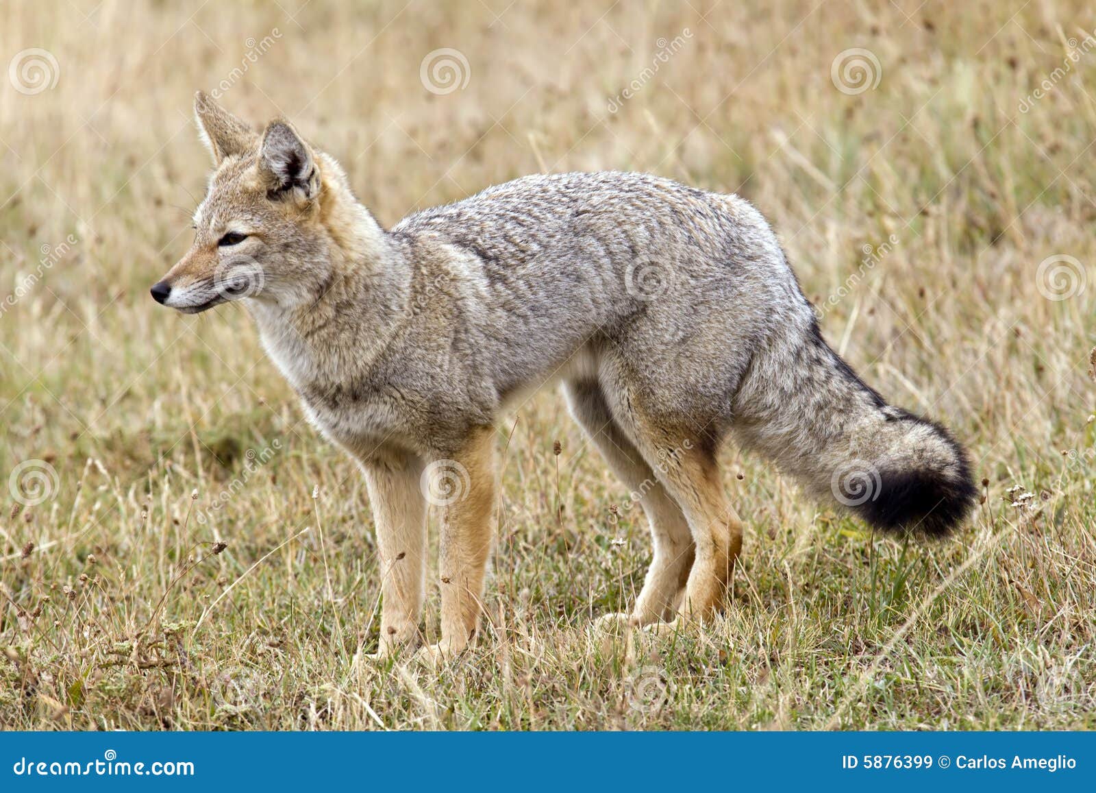 Grauer Fuchs stockbild. Bild von fuchs, amerika, braun - 5876399