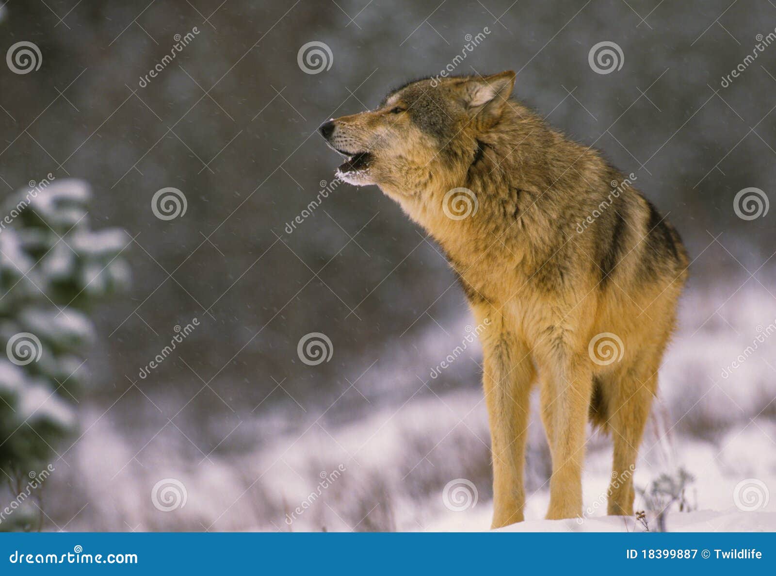 Grauer heulender Wolf stockbild. Bild von wolf, wildnis - 18399887