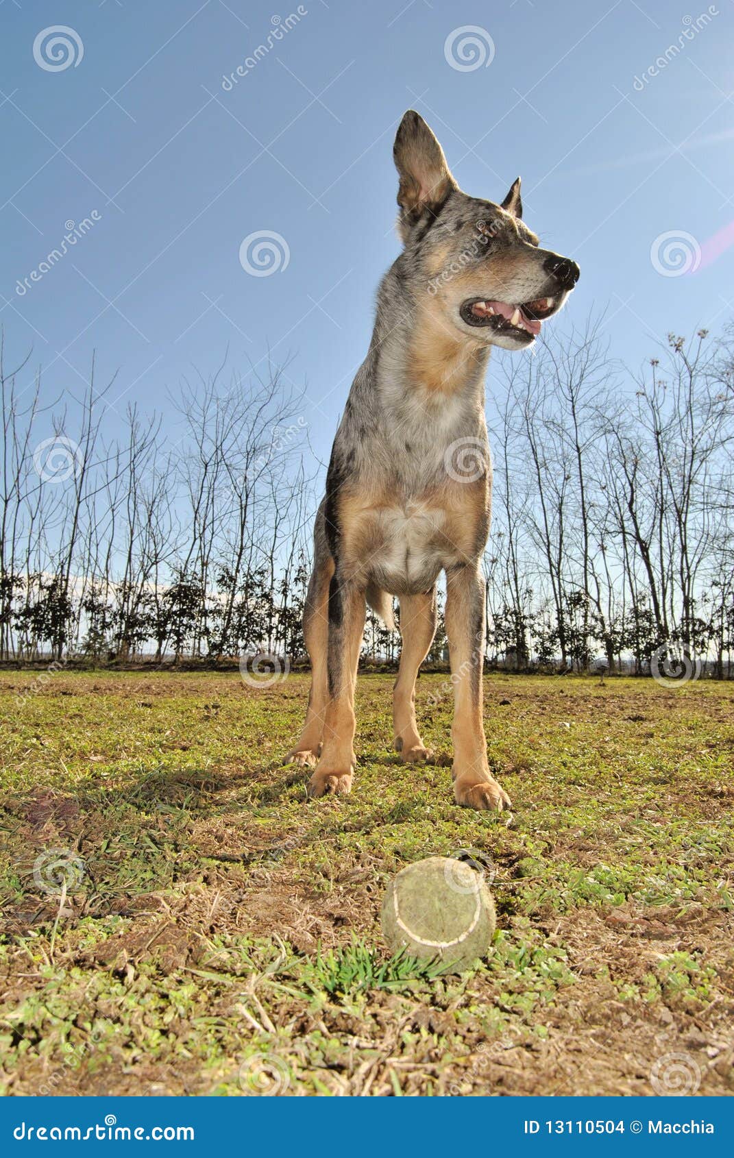 Grauer Hund stockfoto. Bild von hund, spiel, haar, nave - 13110504