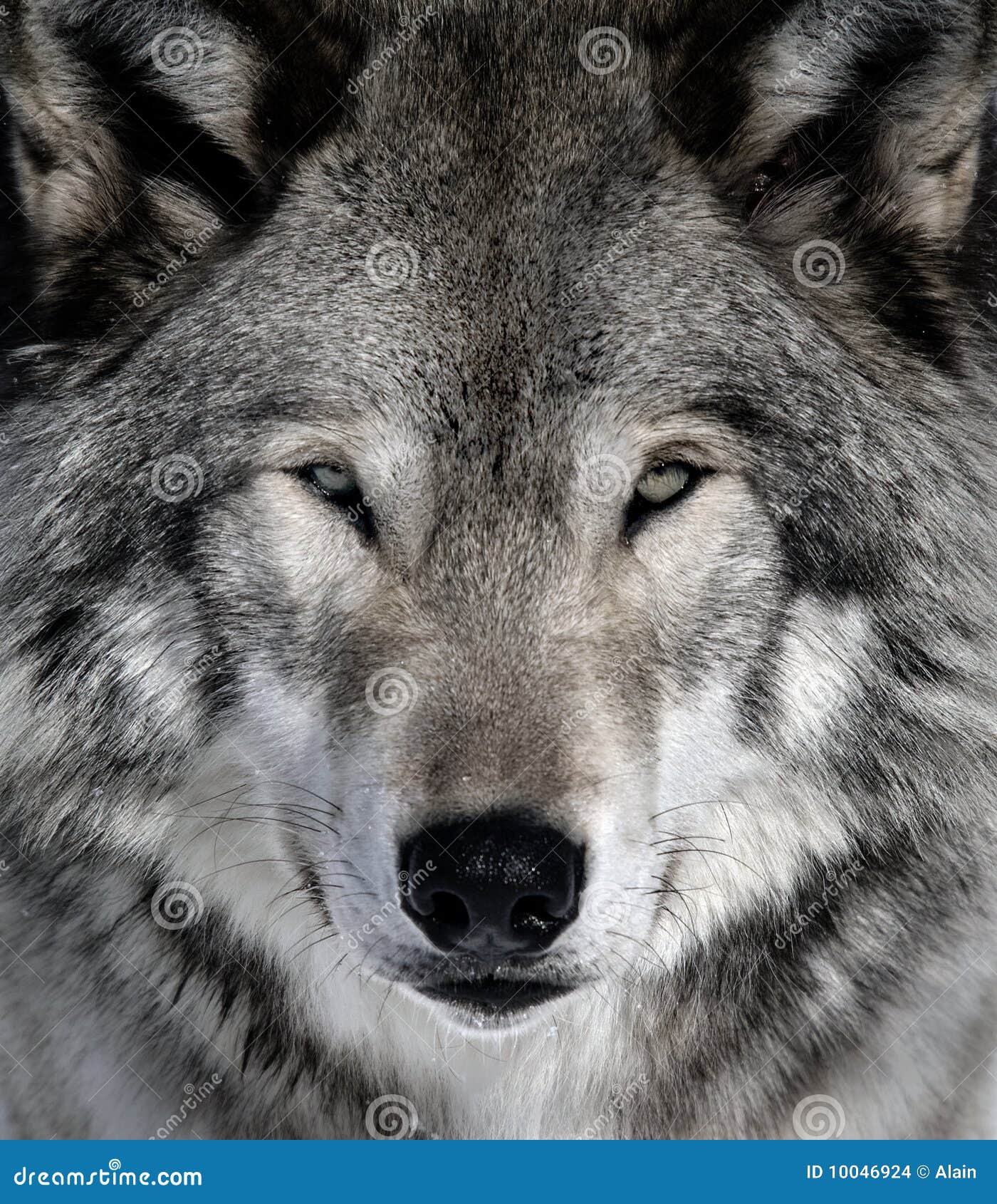 Grauer Wolf stockfoto. Bild von porträt, säugetier, furcht - 10046924