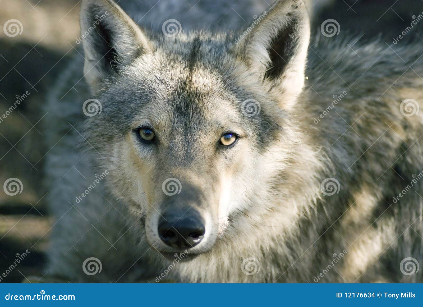 Grauer Wolf stockfoto. Bild von grau, haarig, fleischfresser - 12176634