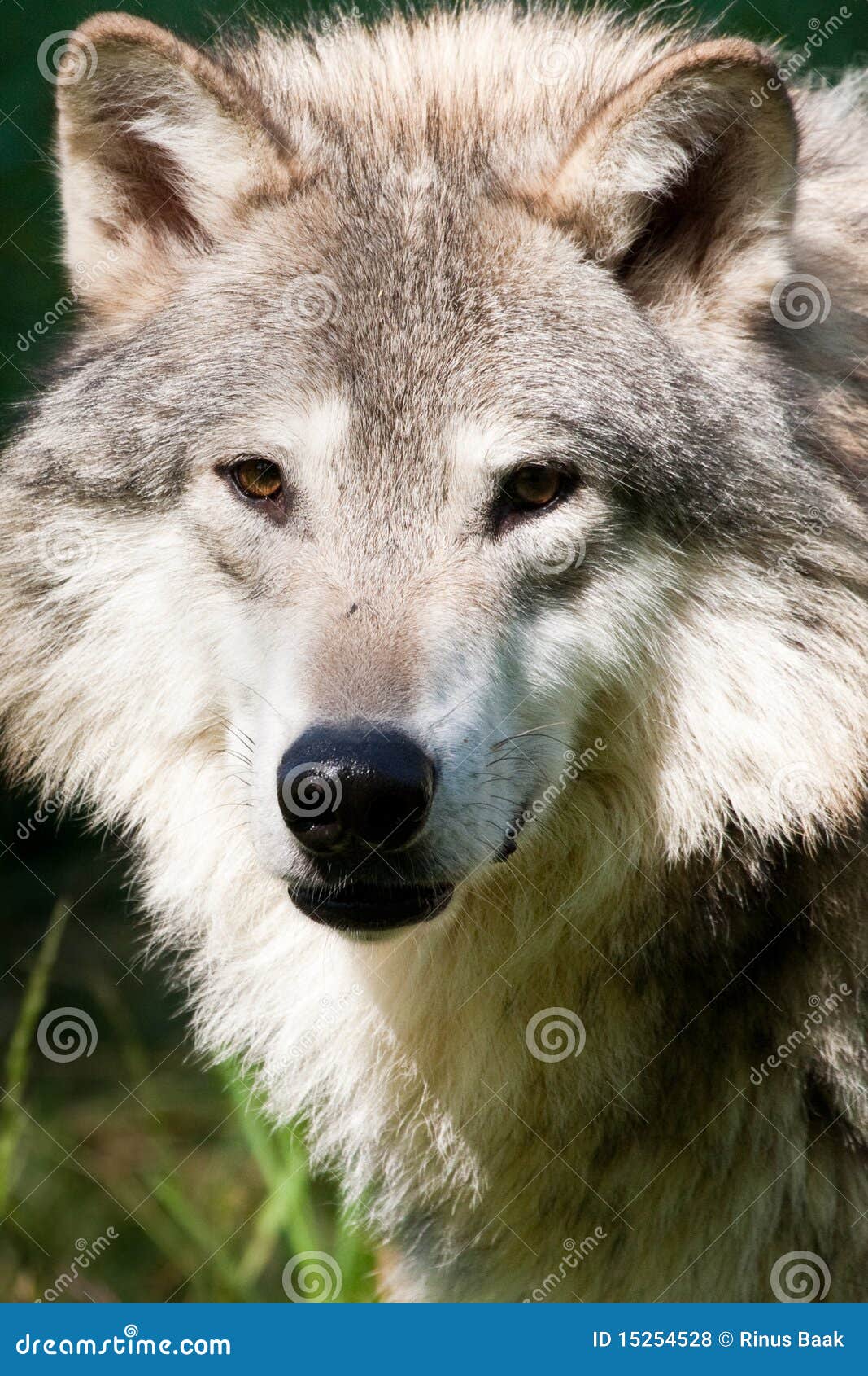 Grauer Wolf stockfoto. Bild von wolf, canis, lupus, blick - 15254528