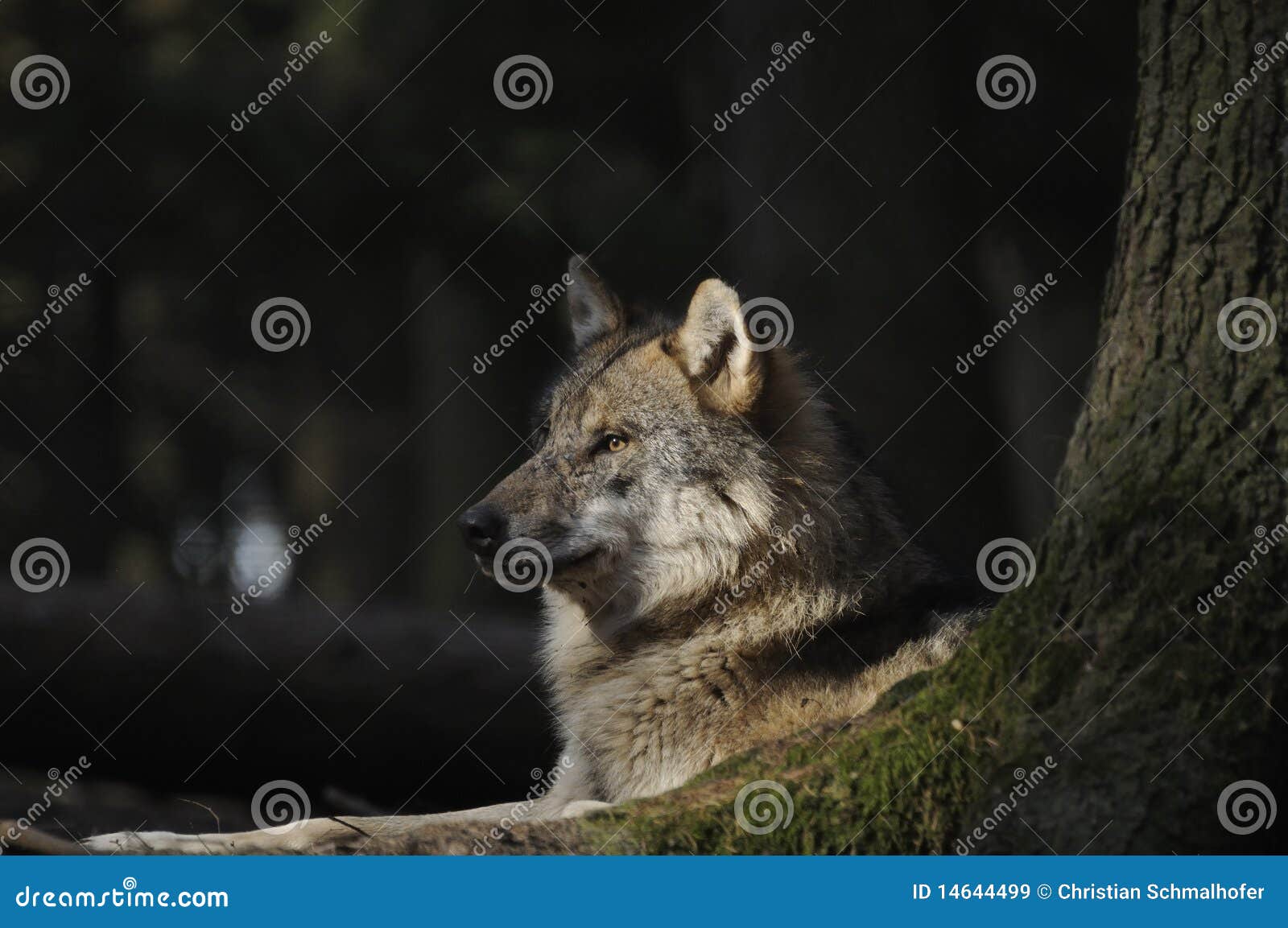 Grauer Wolf (Canis Lupus) stockbild. Bild von fleischfresser - 14644499
