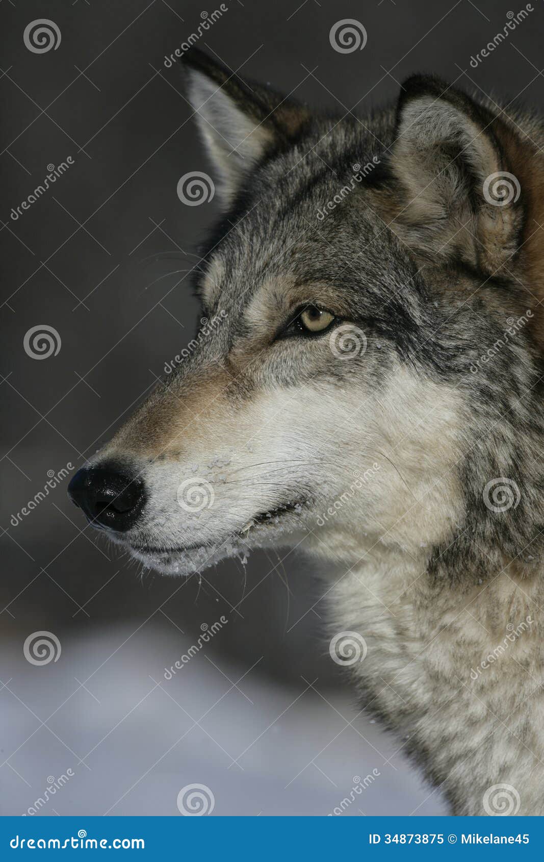 Grauer Wolf, Canis Lupus stockbild. Bild von wildnis - 34873875