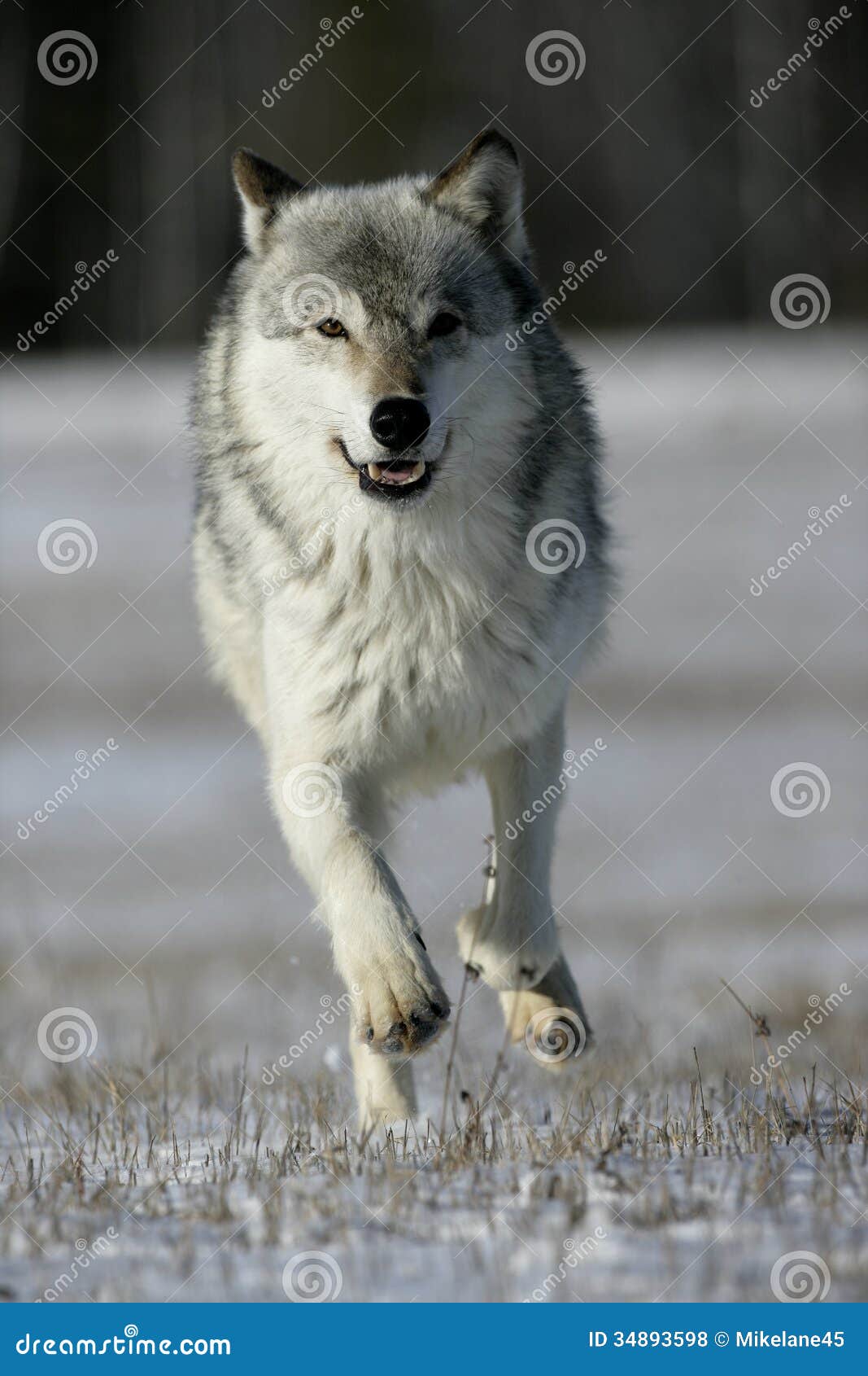 Grauer Wolf, Canis Lupus stockfoto. Bild von raub, wolf - 34893598