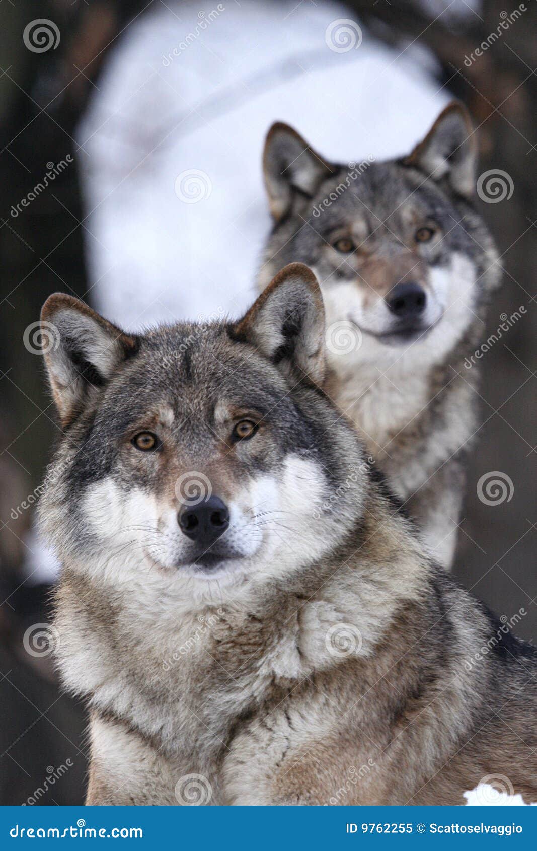 Grauer Wolf, Canis Lupus stockbild. Bild von furcht, neugierig - 9762255