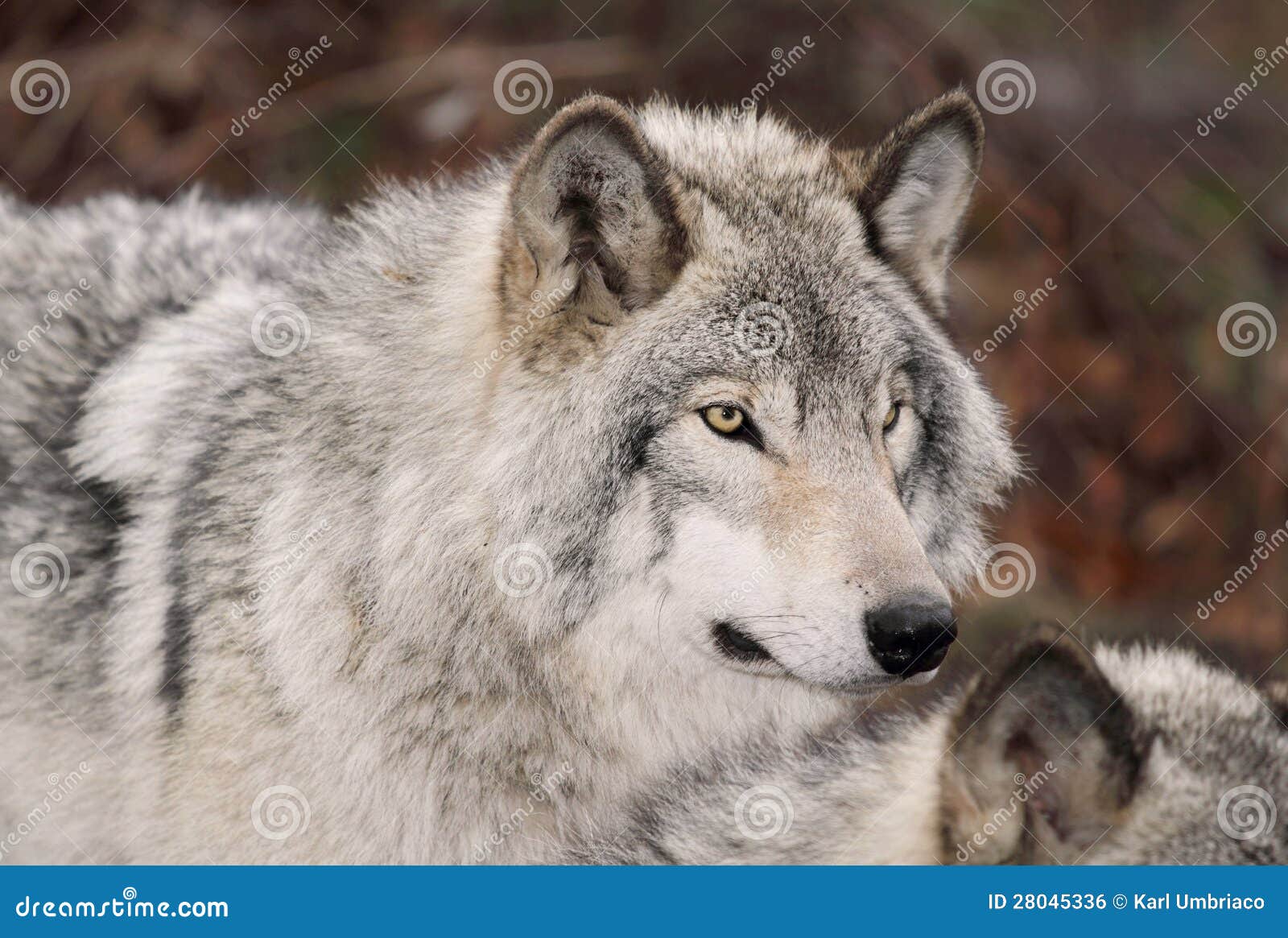 Grauer Wolf im Herbst stockfoto. Bild von wildnis, säugetier - 28045336