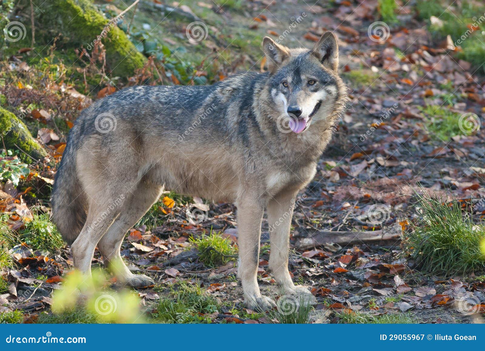Grauer Wolf im Wald stockbild. Bild von lupus, canis - 29055967