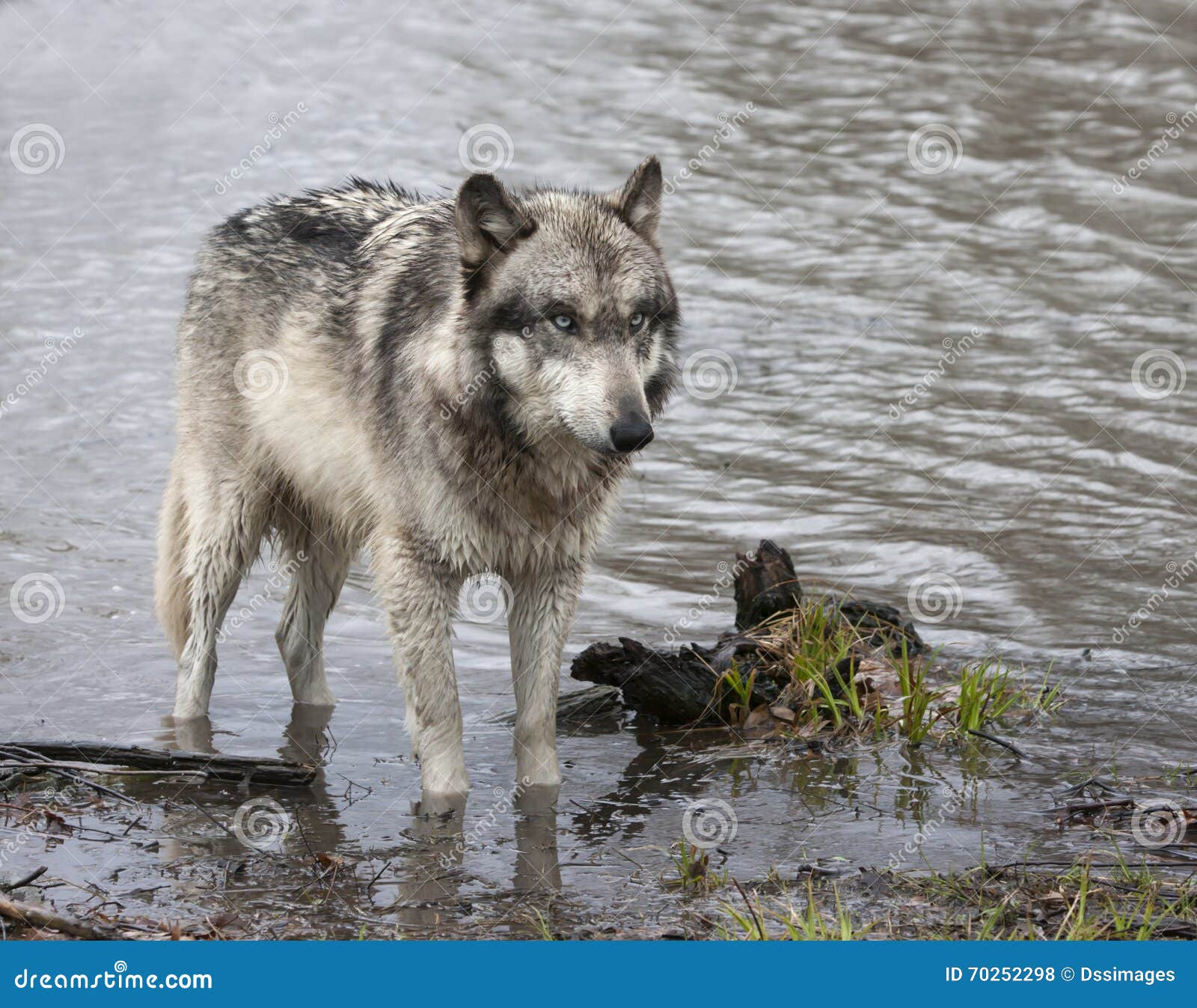 Grauer Wolf Mit Blauen Augen Watend in Einem See Stockfoto - Bild von ...