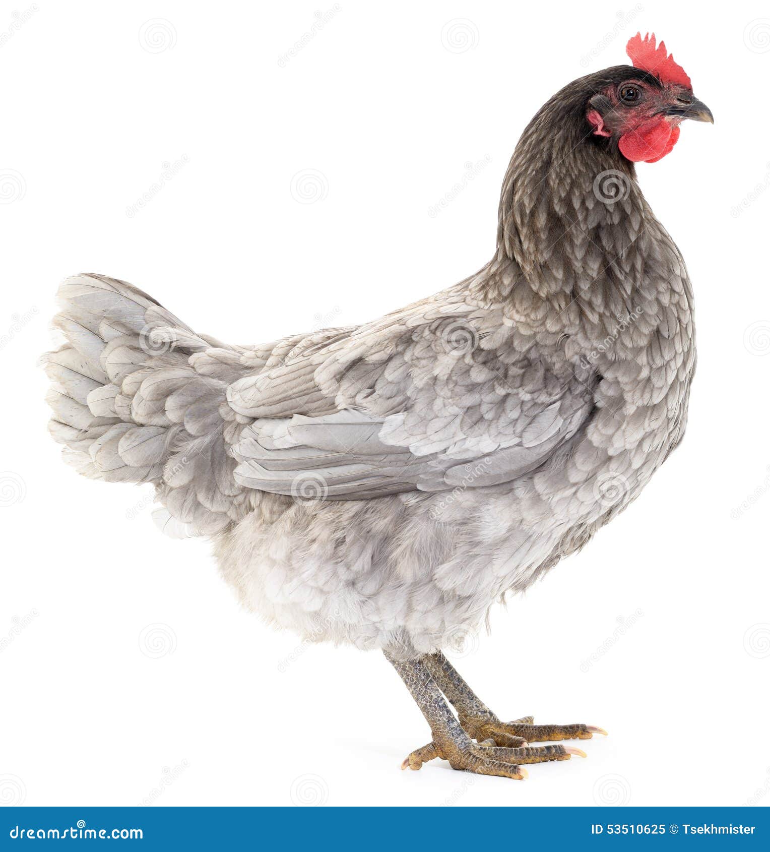 Graues Huhn stockbild. Bild von tier, studio, bauernhof - 53510625