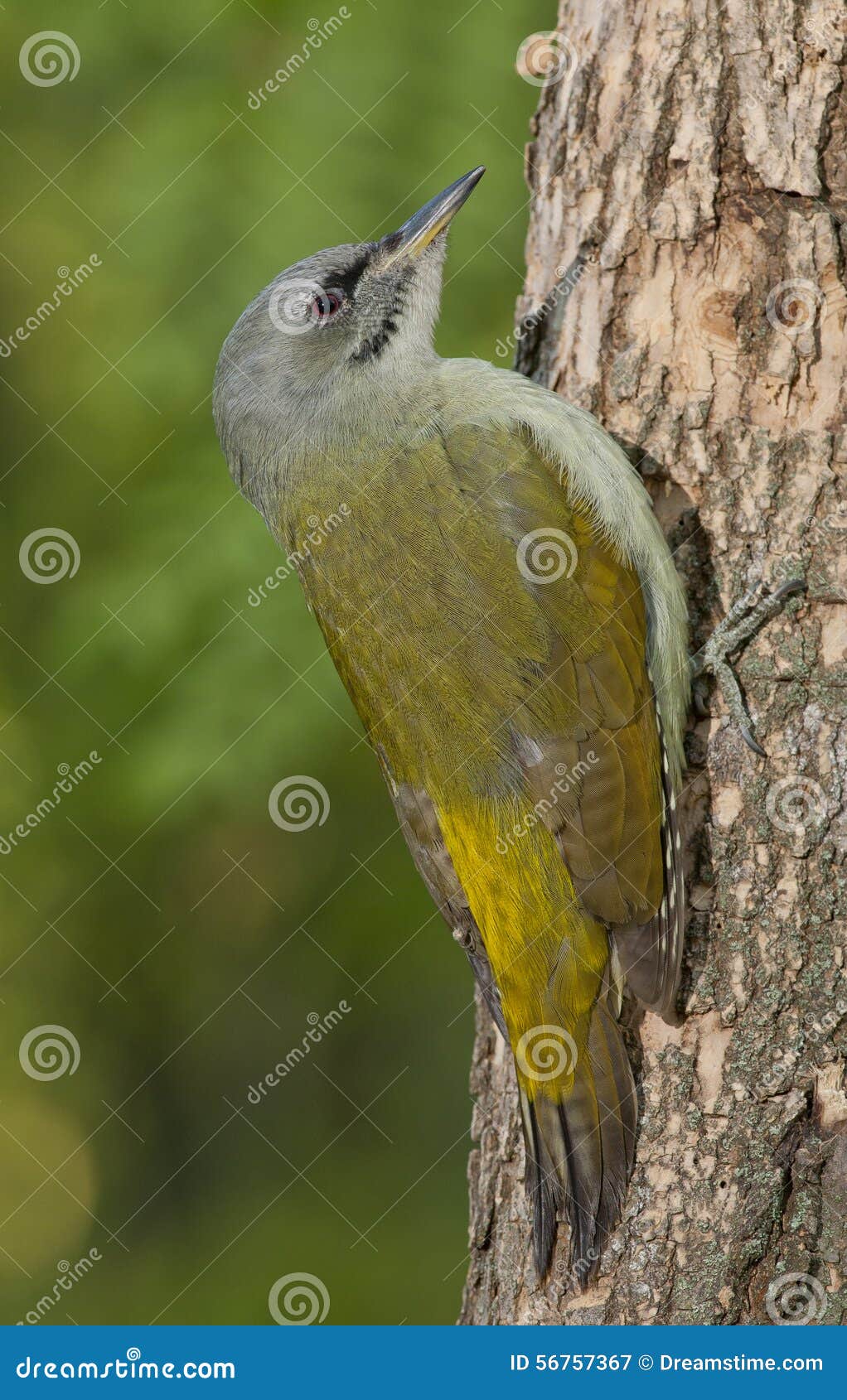 Grauspecht (Picus canus) stockbild. Bild von gegend, gefärbt - 56757367