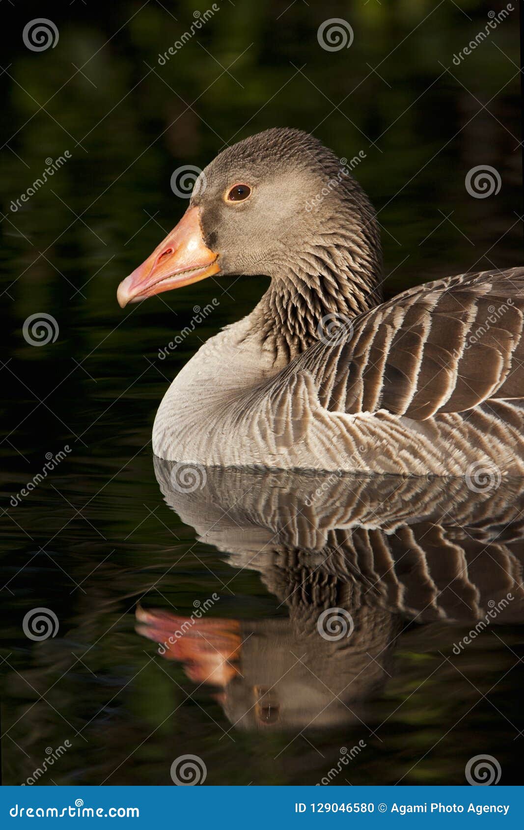 Grauwe Gans, Greylag Goose, Anser Anser Stock Photo - Image of vogel ...
