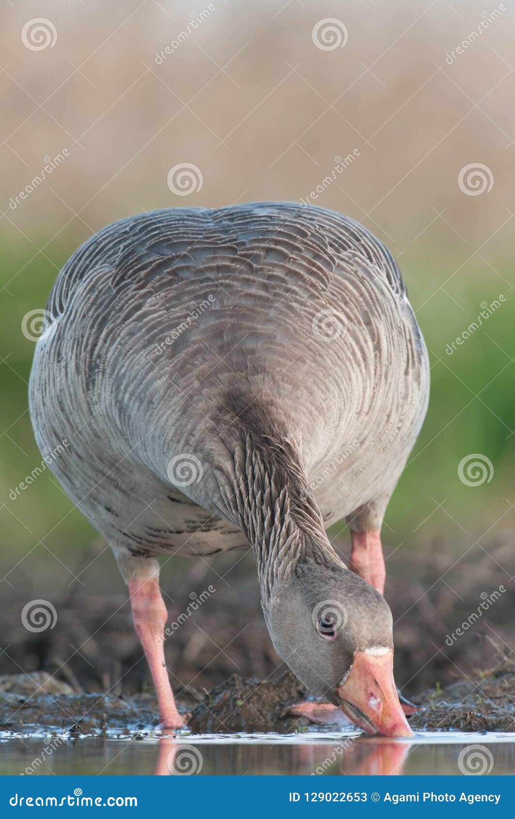 Grauwe Gans, Greylag Goose, Anser Anser Stock Image - Image of ...
