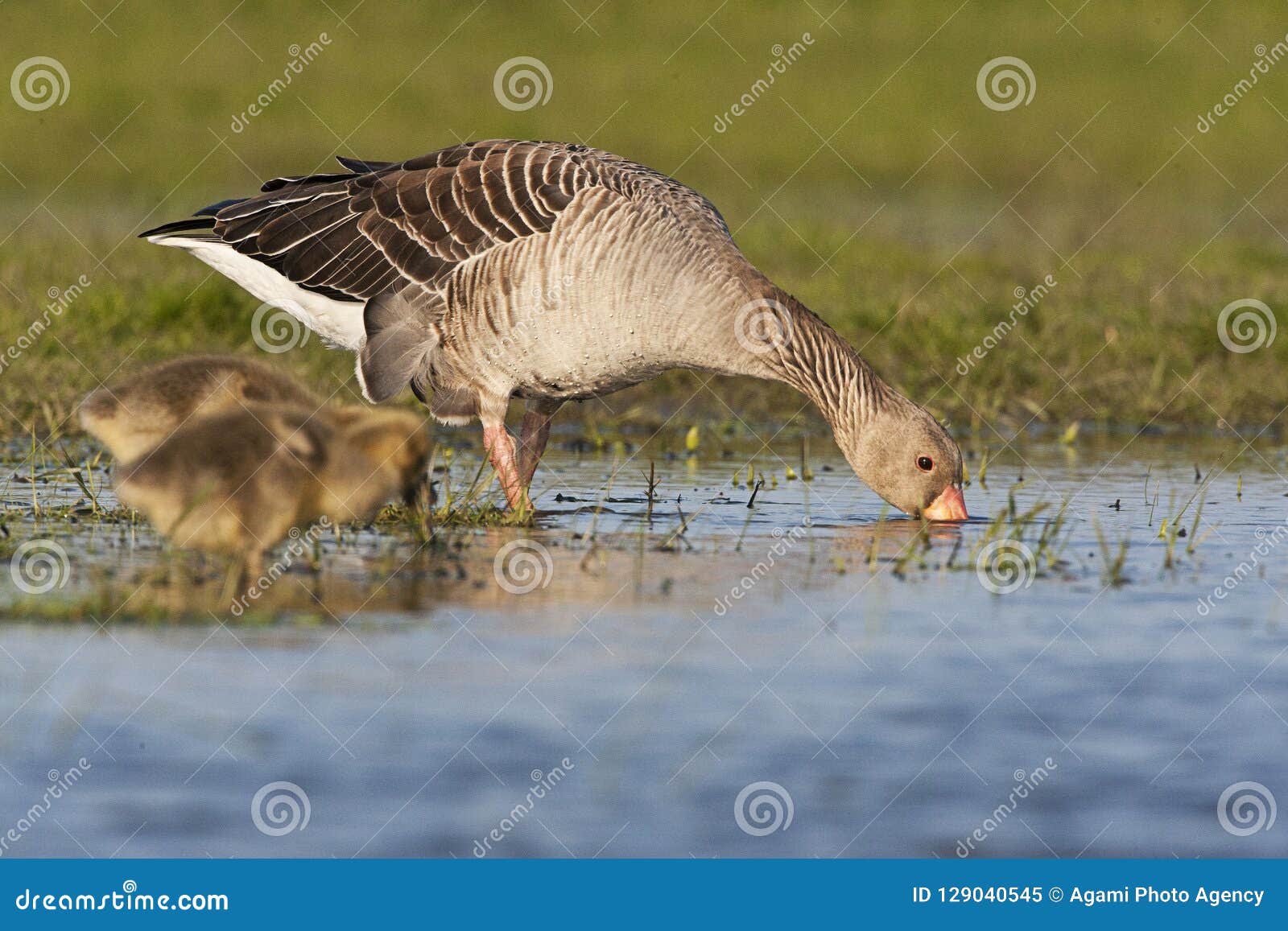 Grauwe Gans, Greylag Goose, Anser Anser Stock Image - Image of greylag ...