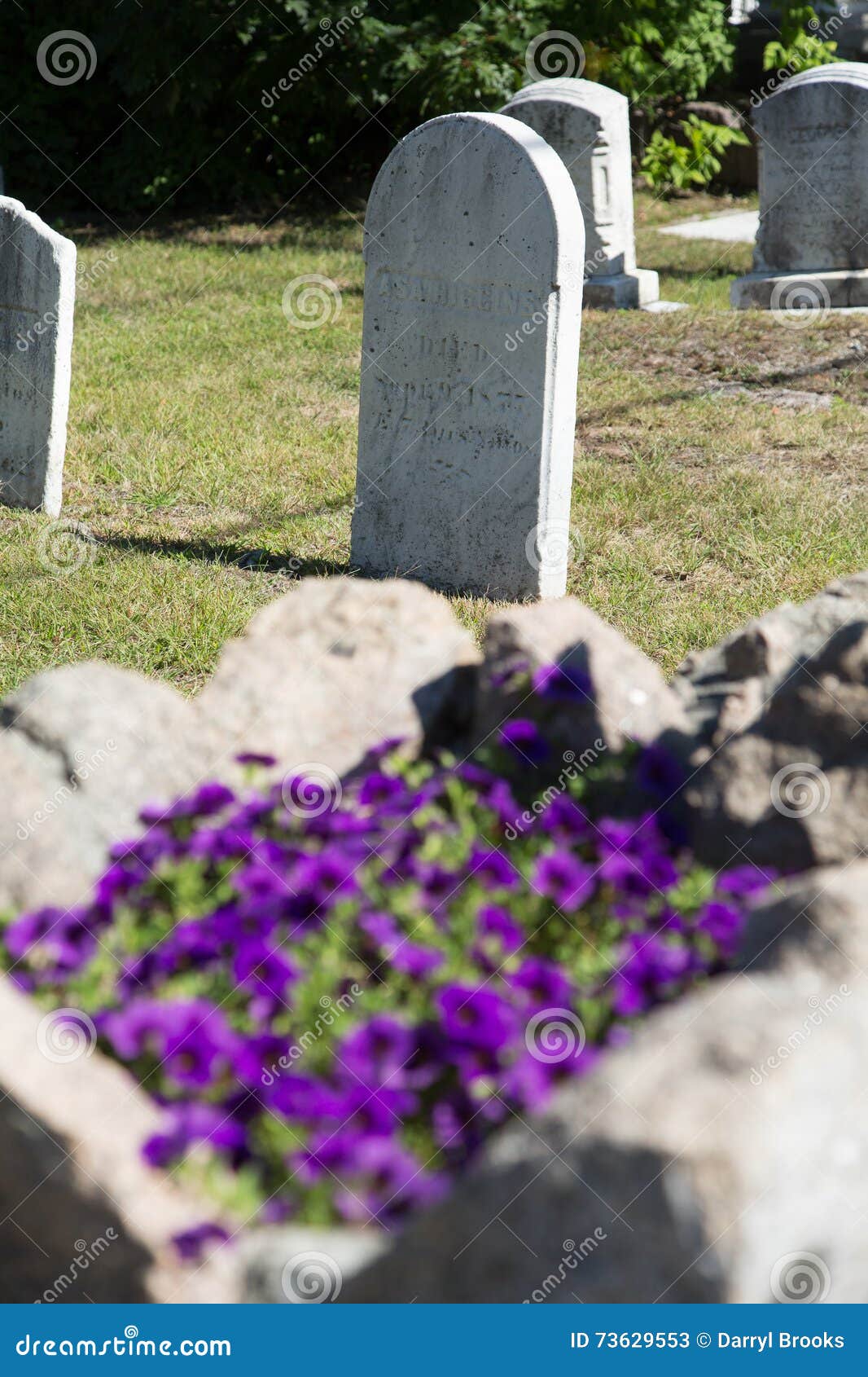 Grave with Purple Flowers in Foreground Stock Image - Image of flowers ...