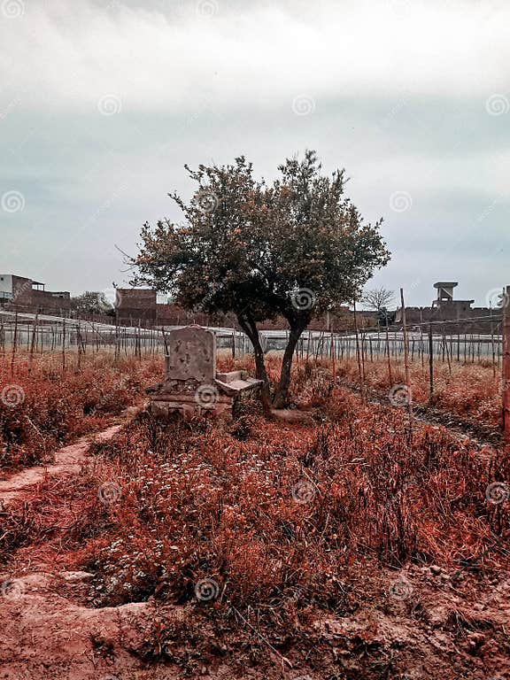 A Grave Under a Tree in the Middle of a Field Stock Photo - Image of ...