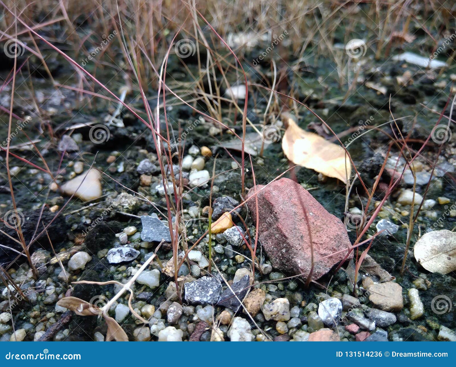 Gravel stock photo. Image of lichen, gravel, humus, grass - 131514236