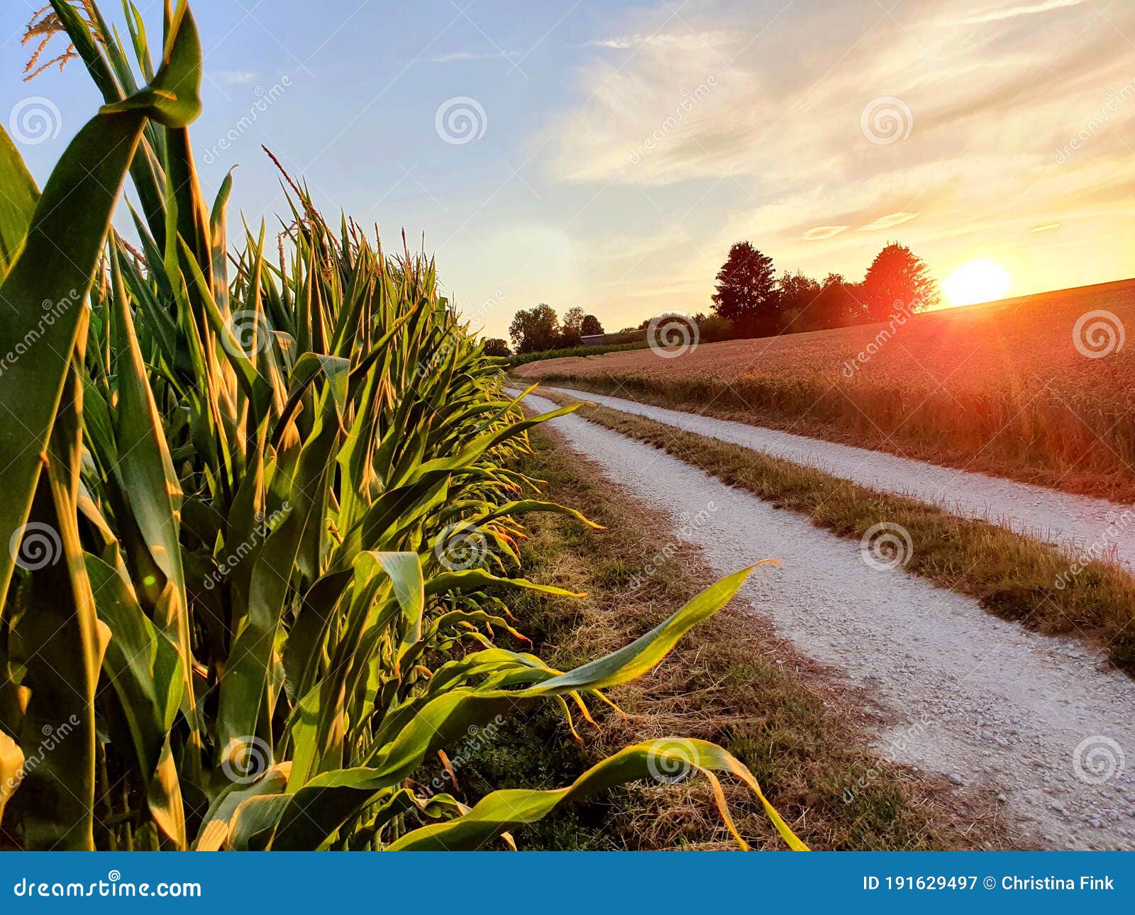 Gravel Path within Fields Leading into the Sunset Stock Image - Image ...