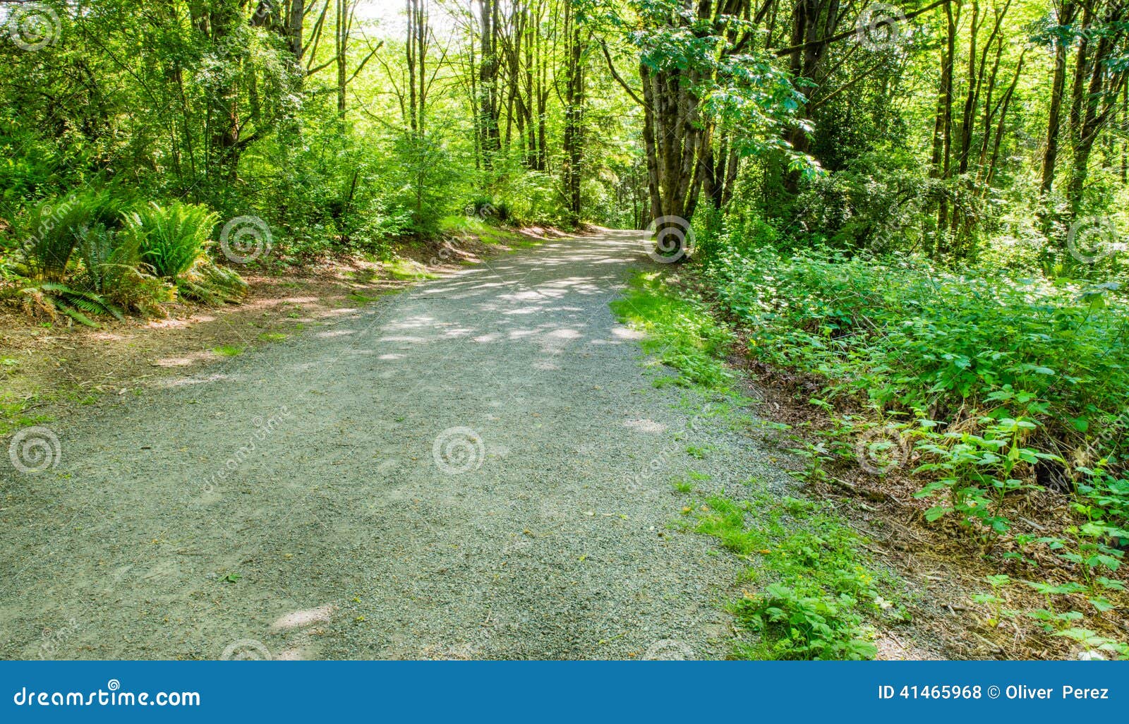 Gravel Path through the Forest Stock Photo - Image of park, shrubs ...