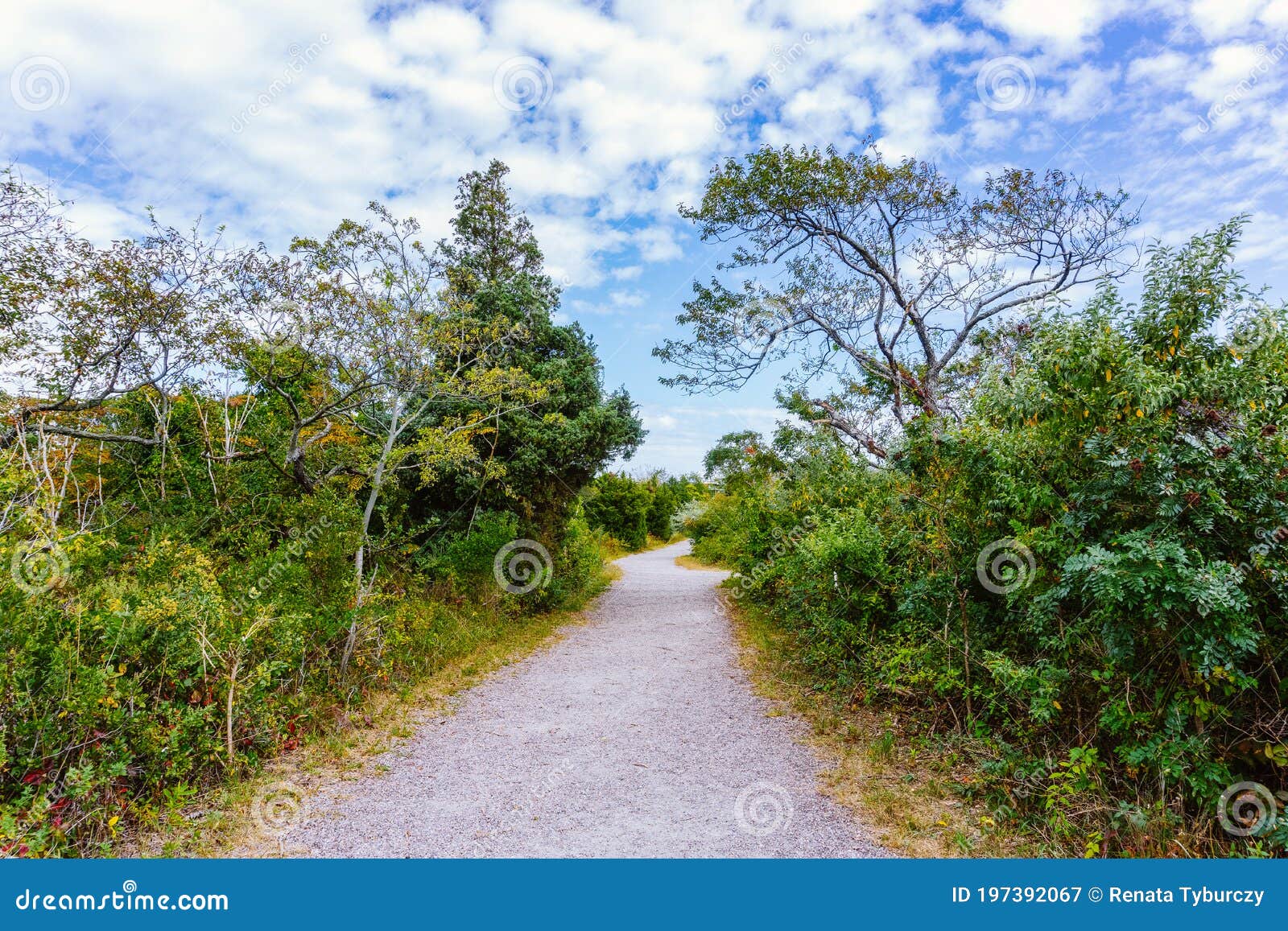 Gravel Path in the Park Surrounded by Green Bushes and Leafy Trees ...