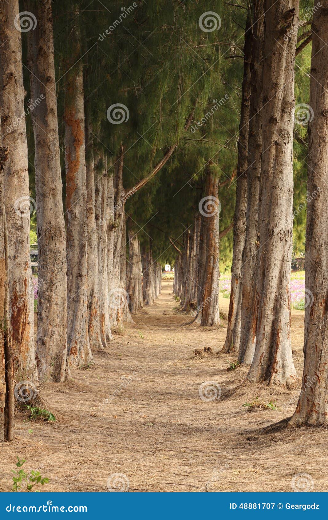 Gravel Path between Pine Trees Stock Image - Image of rural, deciduous ...